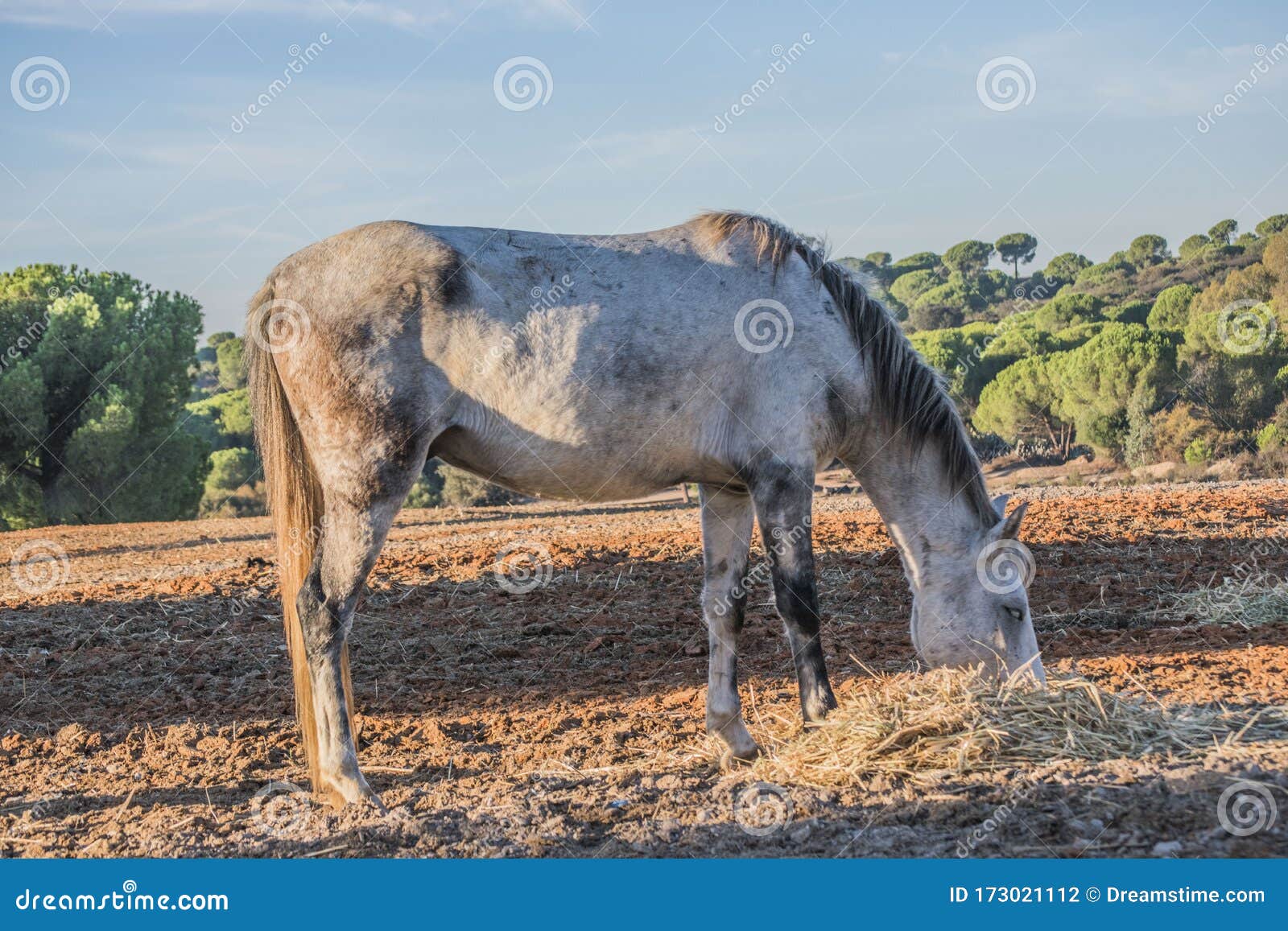 Wild pony eating stock photo. Image of field, horse - 173021112