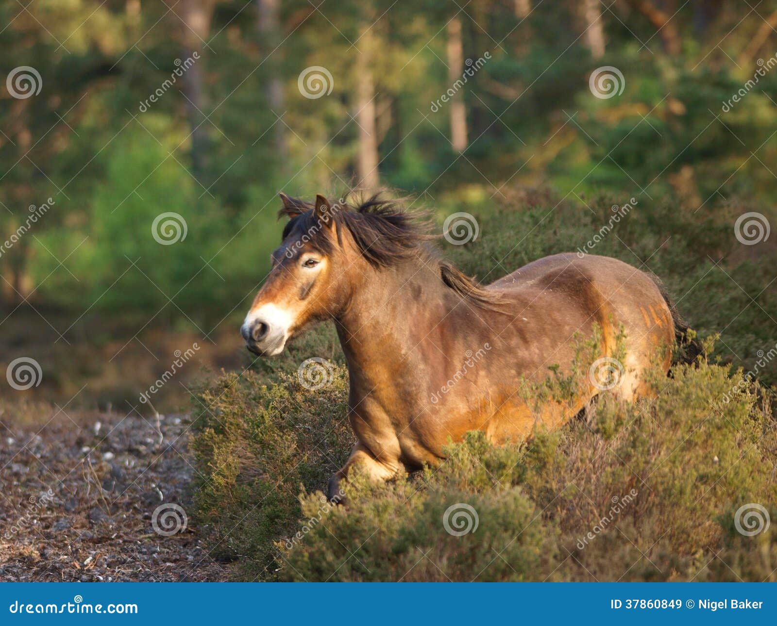 Wild Pony stock image. Image of domestic, beauty, liberty - 37860849