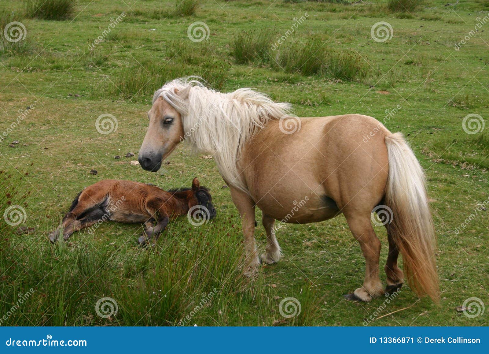 Wild Pony with Foal stock image. Image of mane, fells - 13366871