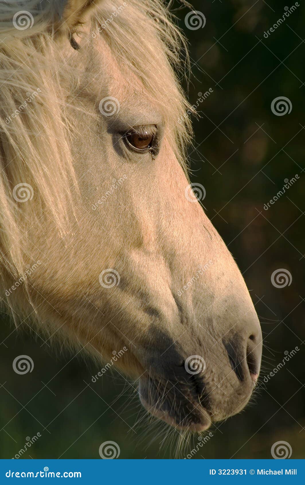 Wild Pony Head Shot stock image. Image of mammal, pony - 3223931