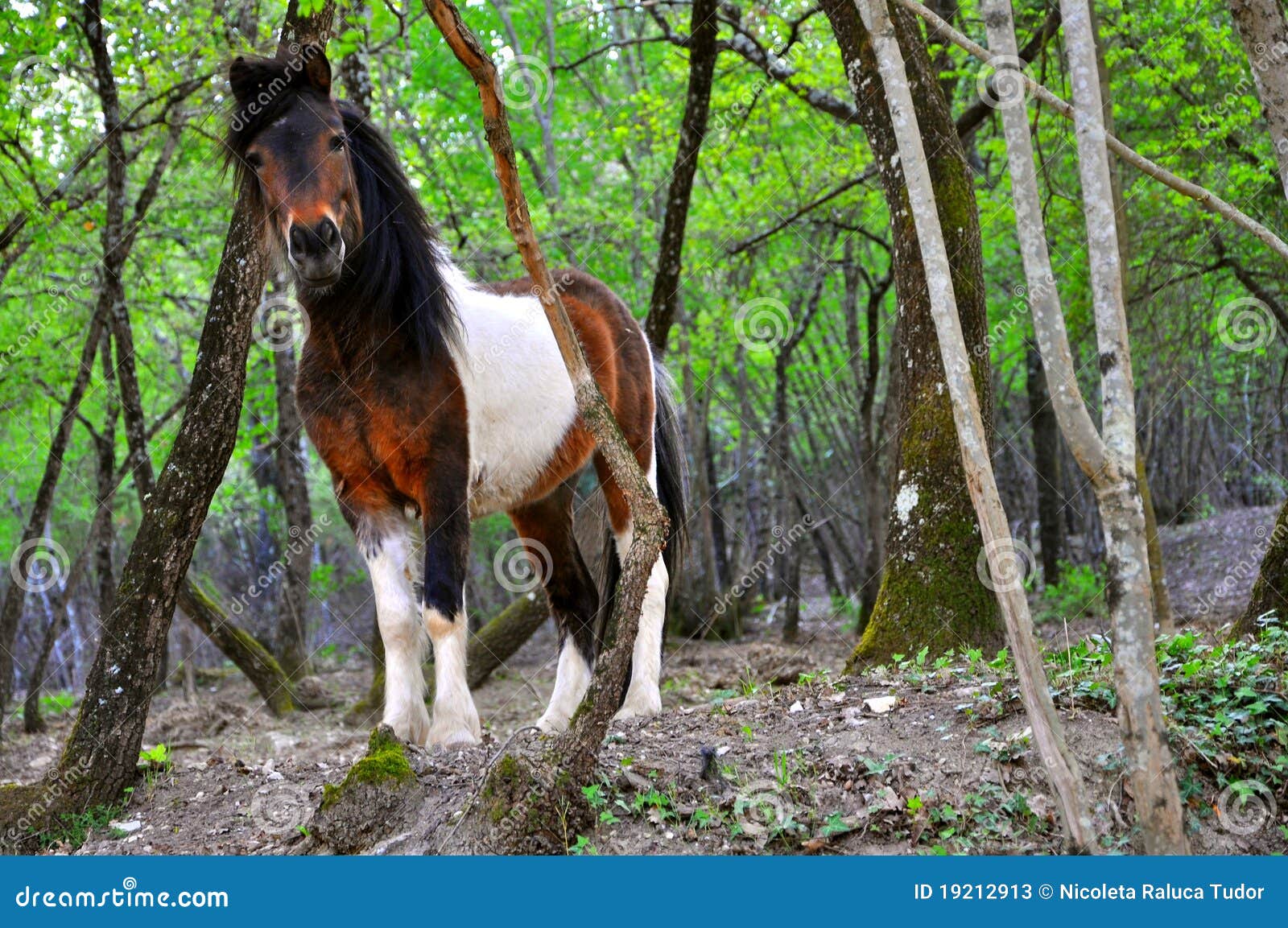 Wild pony in nature stock image. Image of beautiful, country - 19212913