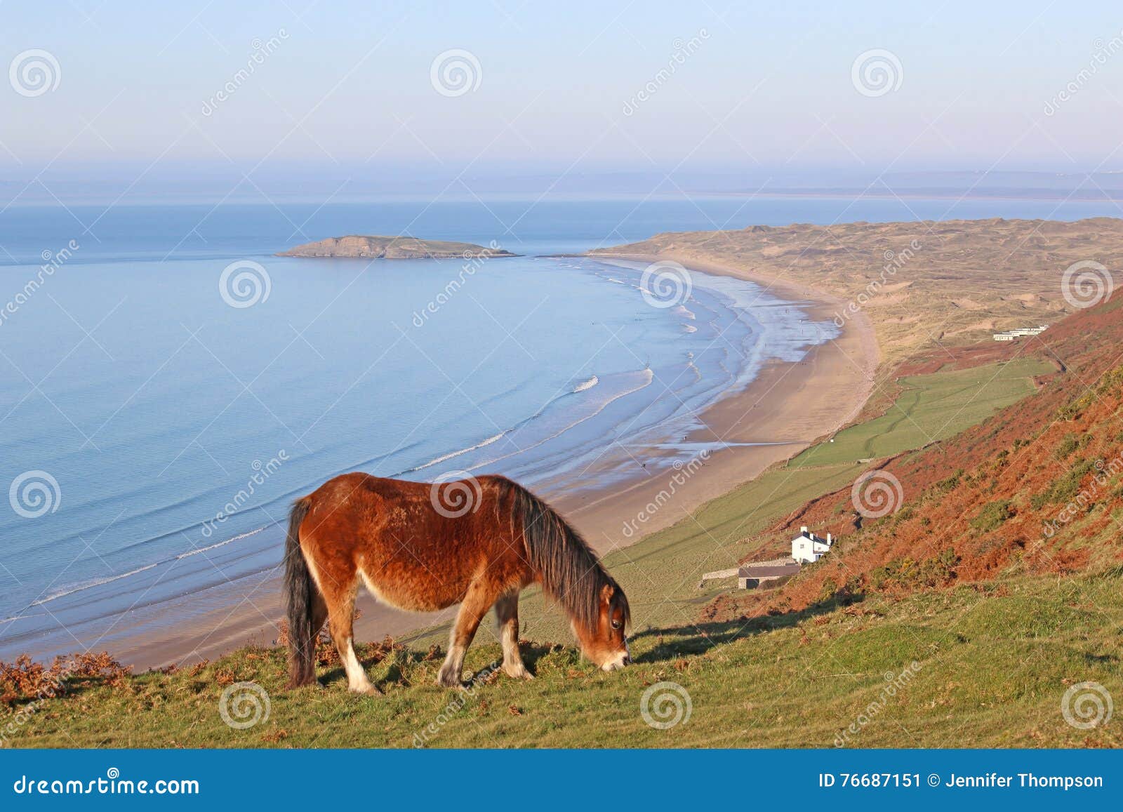 Wild pony at Rhossili stock image. Image of pony, horse - 76687151