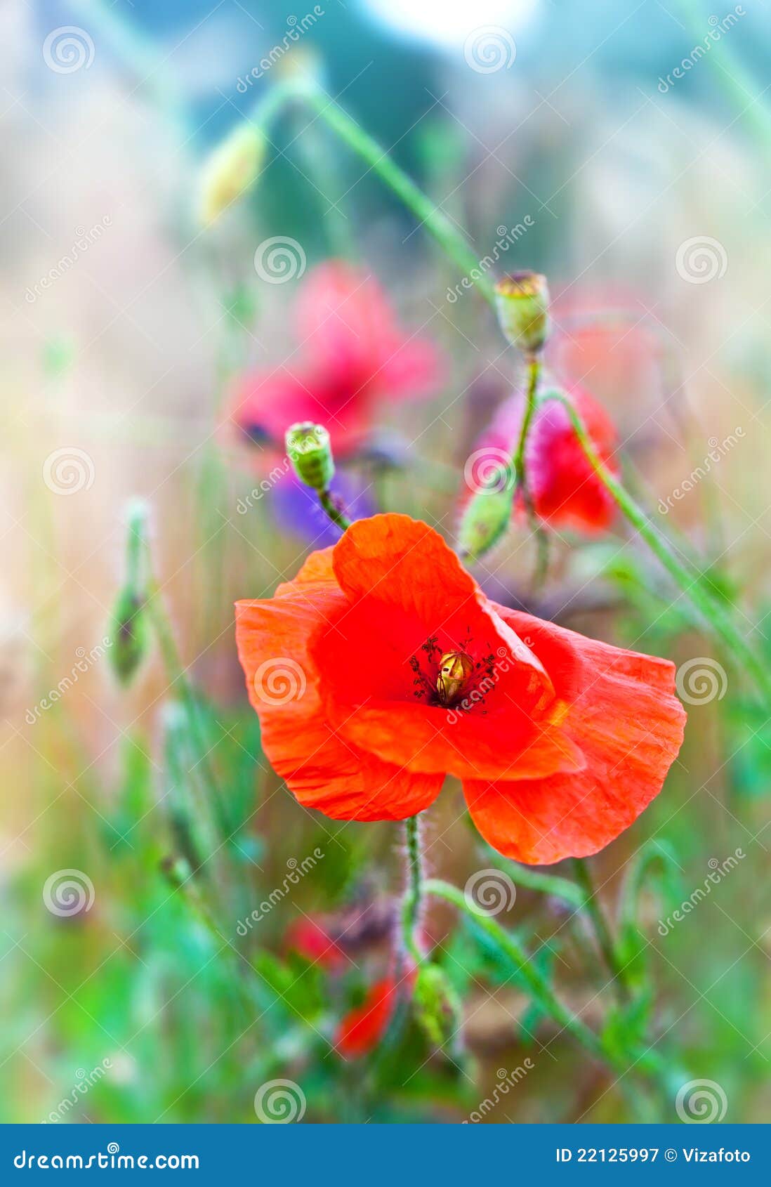 Wild poppies stock image. Image of decoration, crop, memories - 22125997
