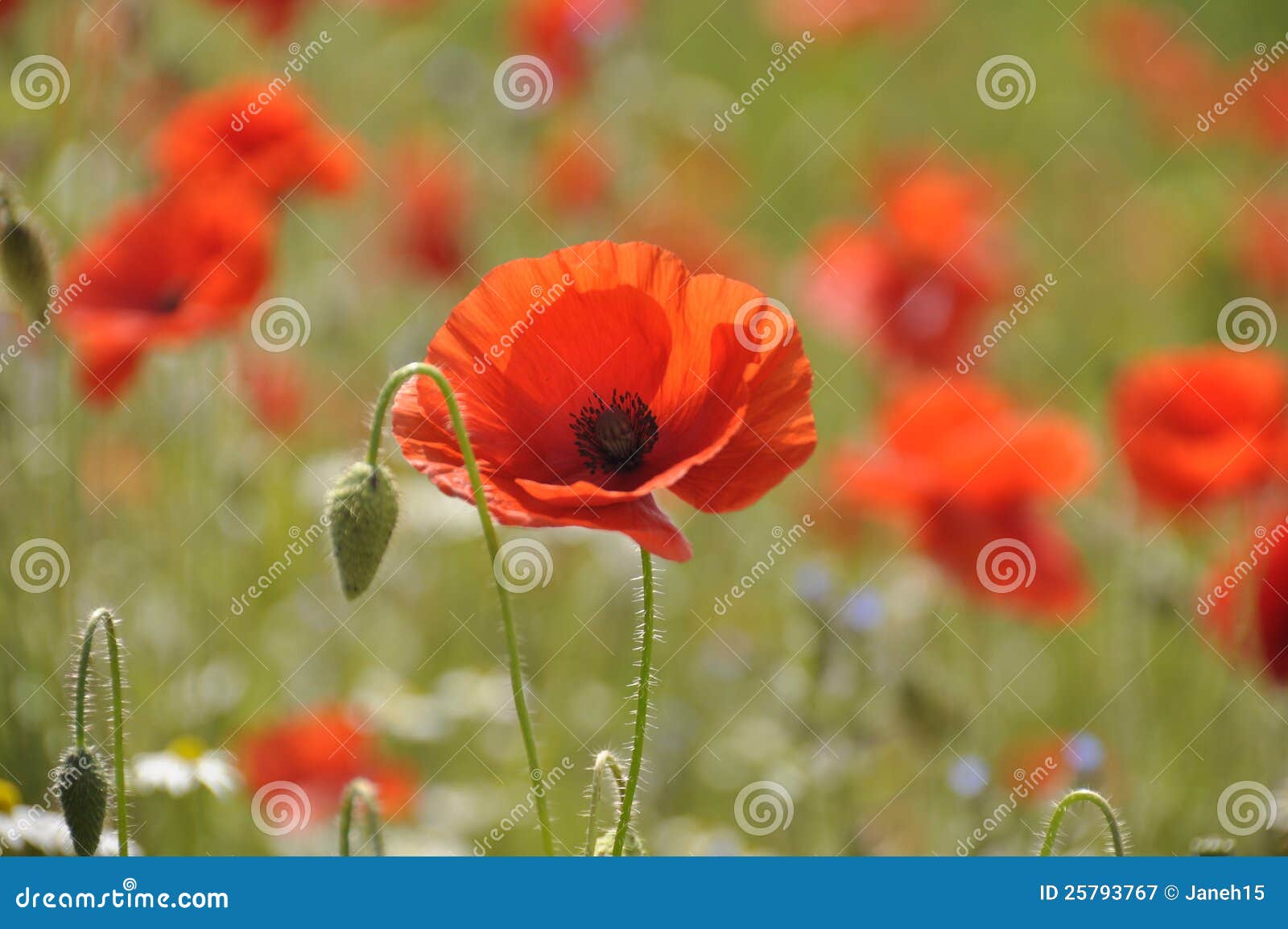 Wild poppies stock image. Image of plants, plant, botanical - 25793767