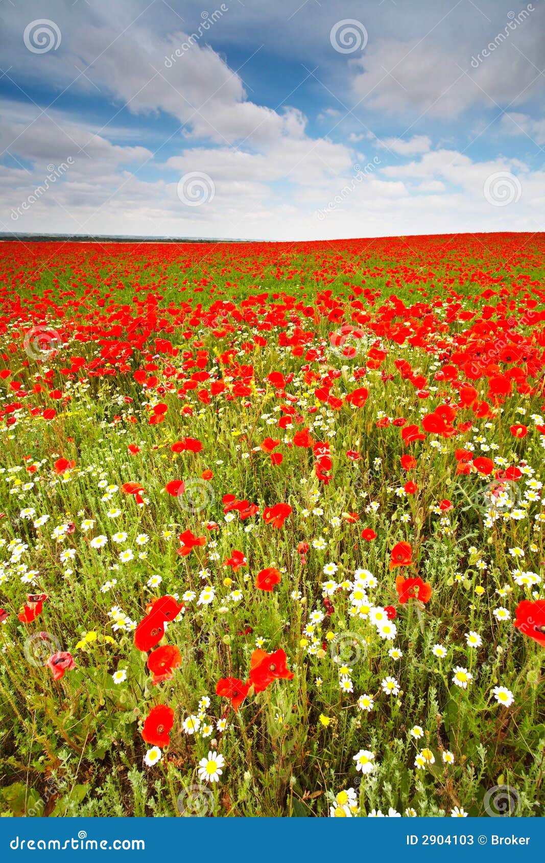 Wild poppies field stock image. Image of freshness, landscape - 2904103
