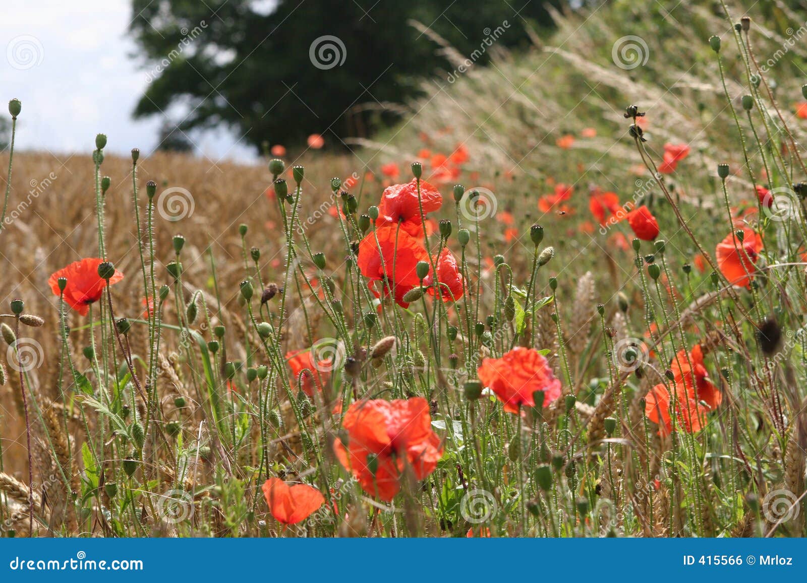 Wild Poppies in a Field stock photo. Image of green, colorful - 415566