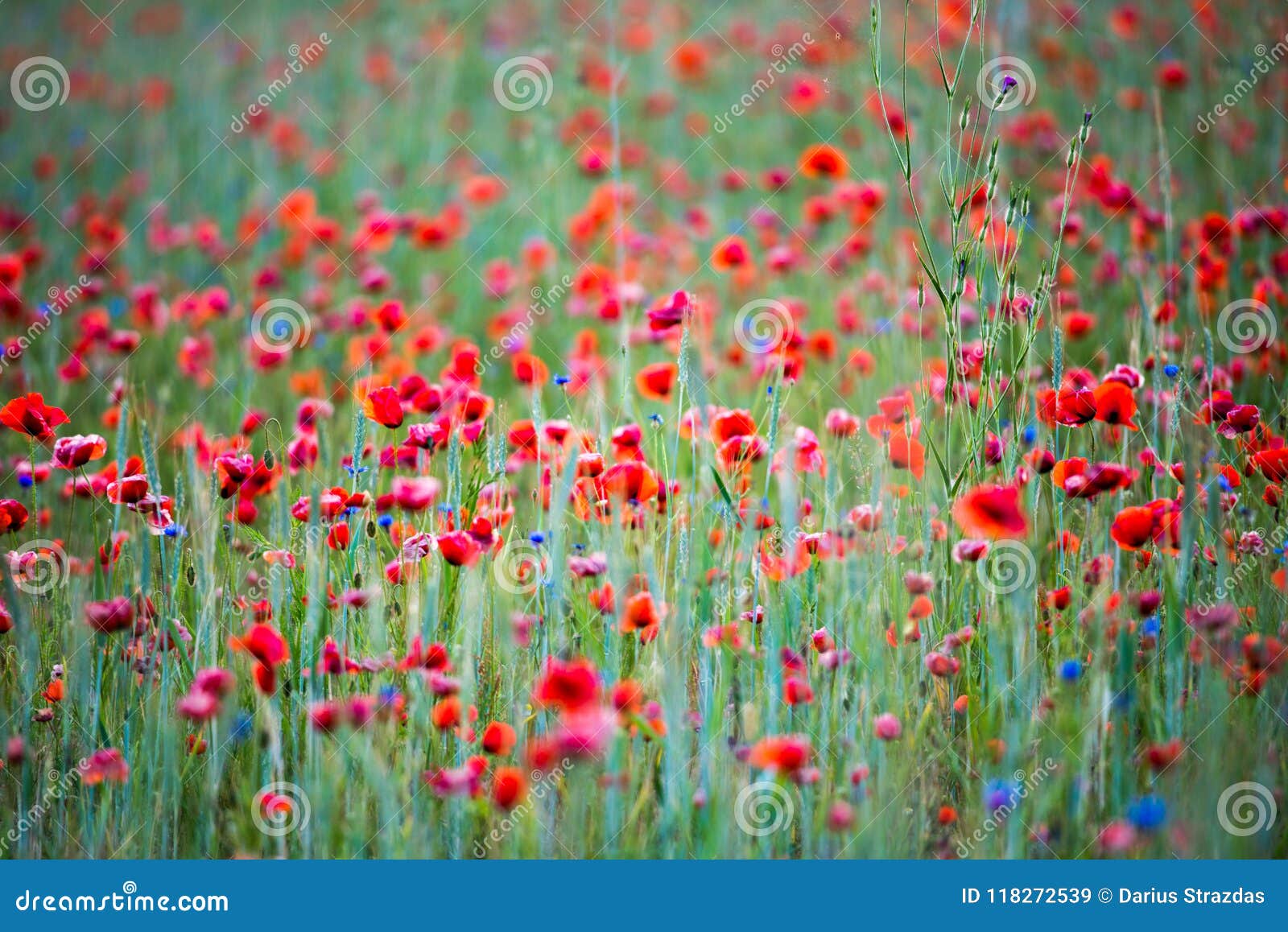 Wild poppies field stock image. Image of blossom, summer - 118272539