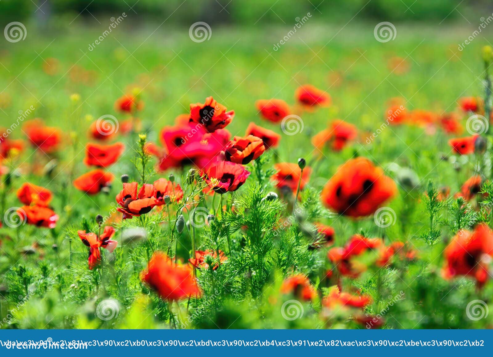 Wild Poppies Growing in a Spring Field. Stock Image - Image of season ...