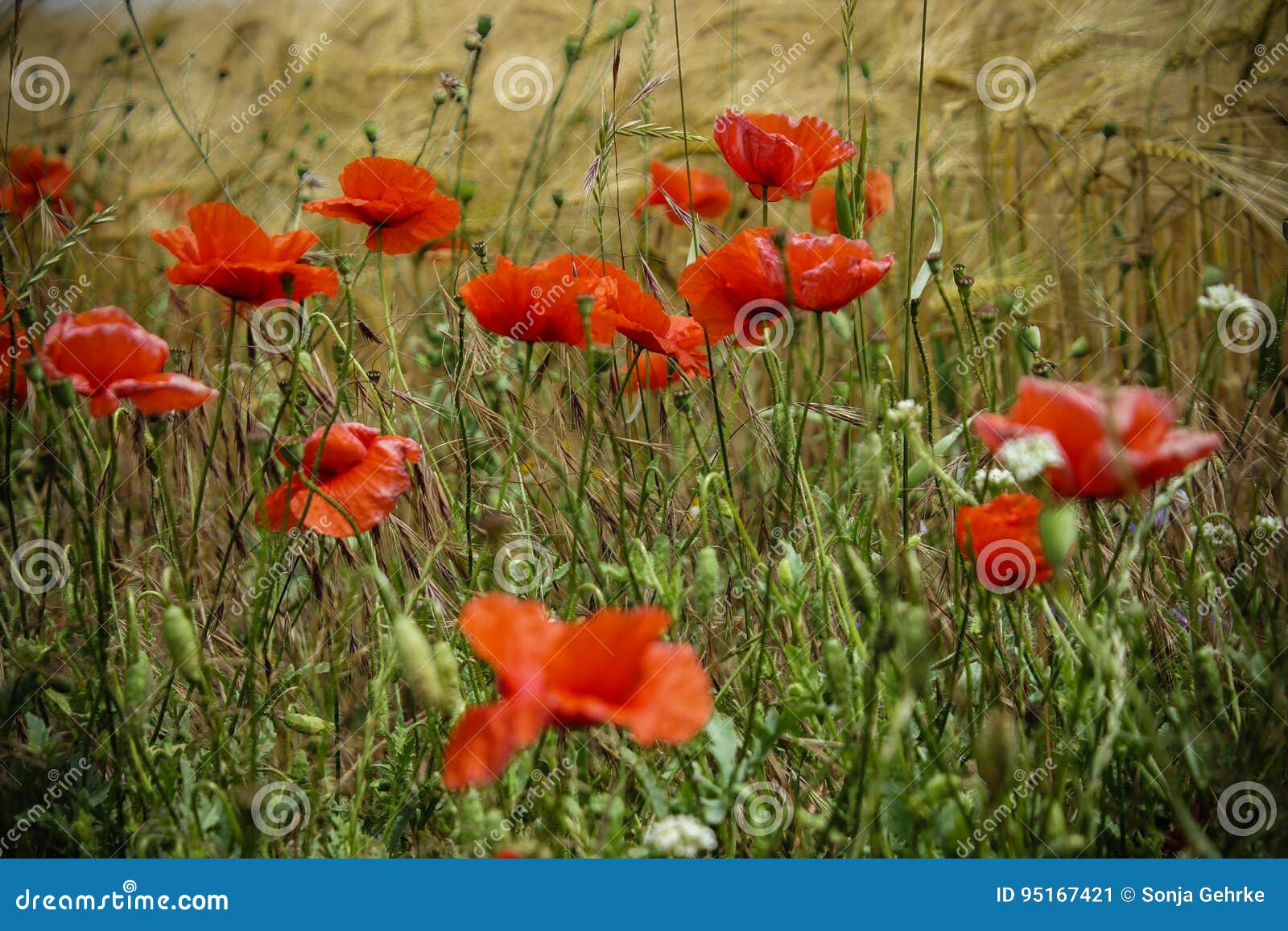 Wild poppies stock image. Image of poppies, wild, blossom - 95167421