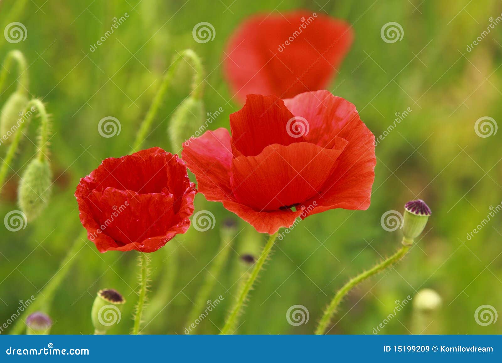 Wild poppy stock image. Image of rural, beauty, floral - 15199209