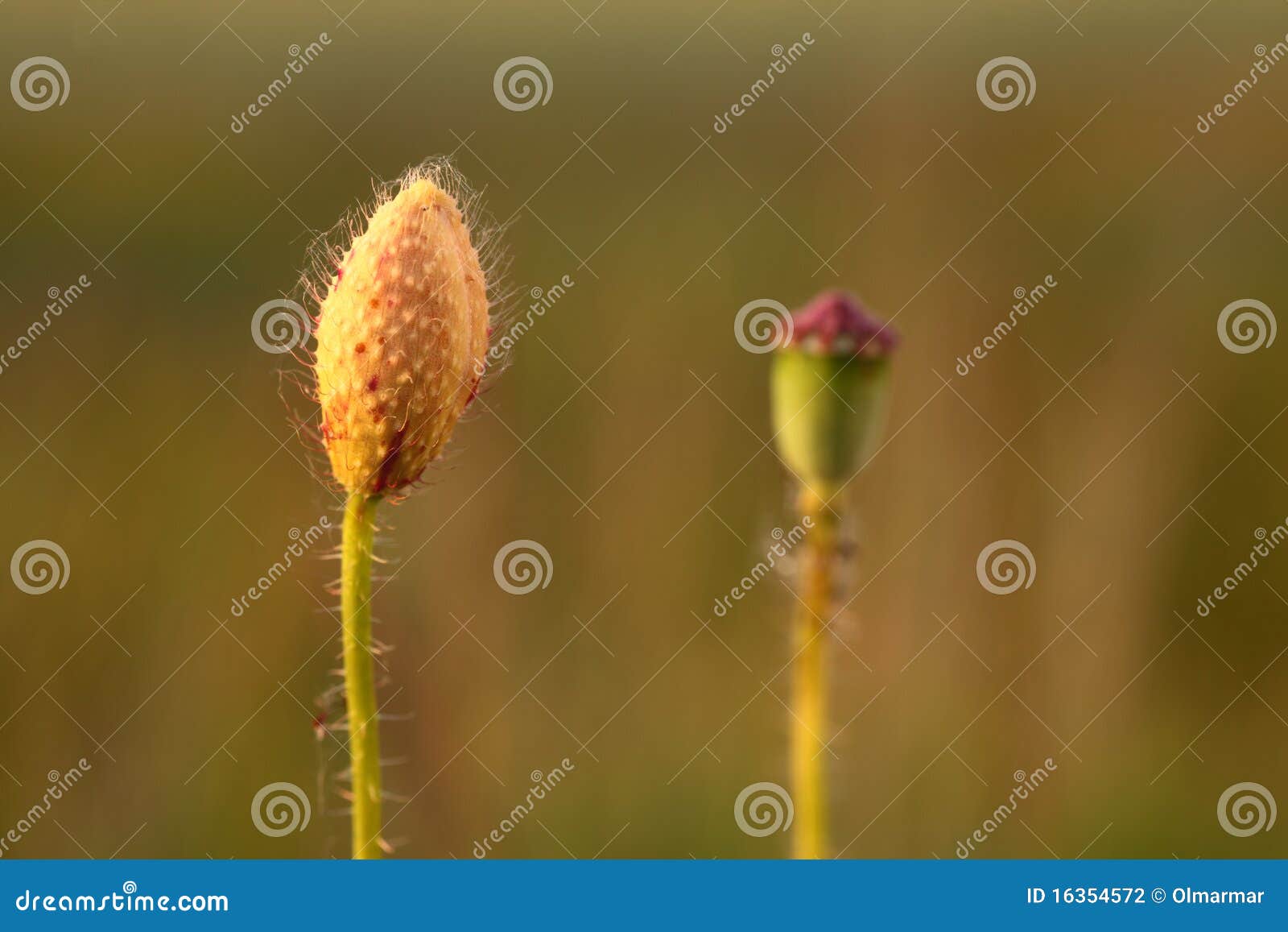 Wild poppy stock photo. Image of outdoors, colorful, spring - 16354572