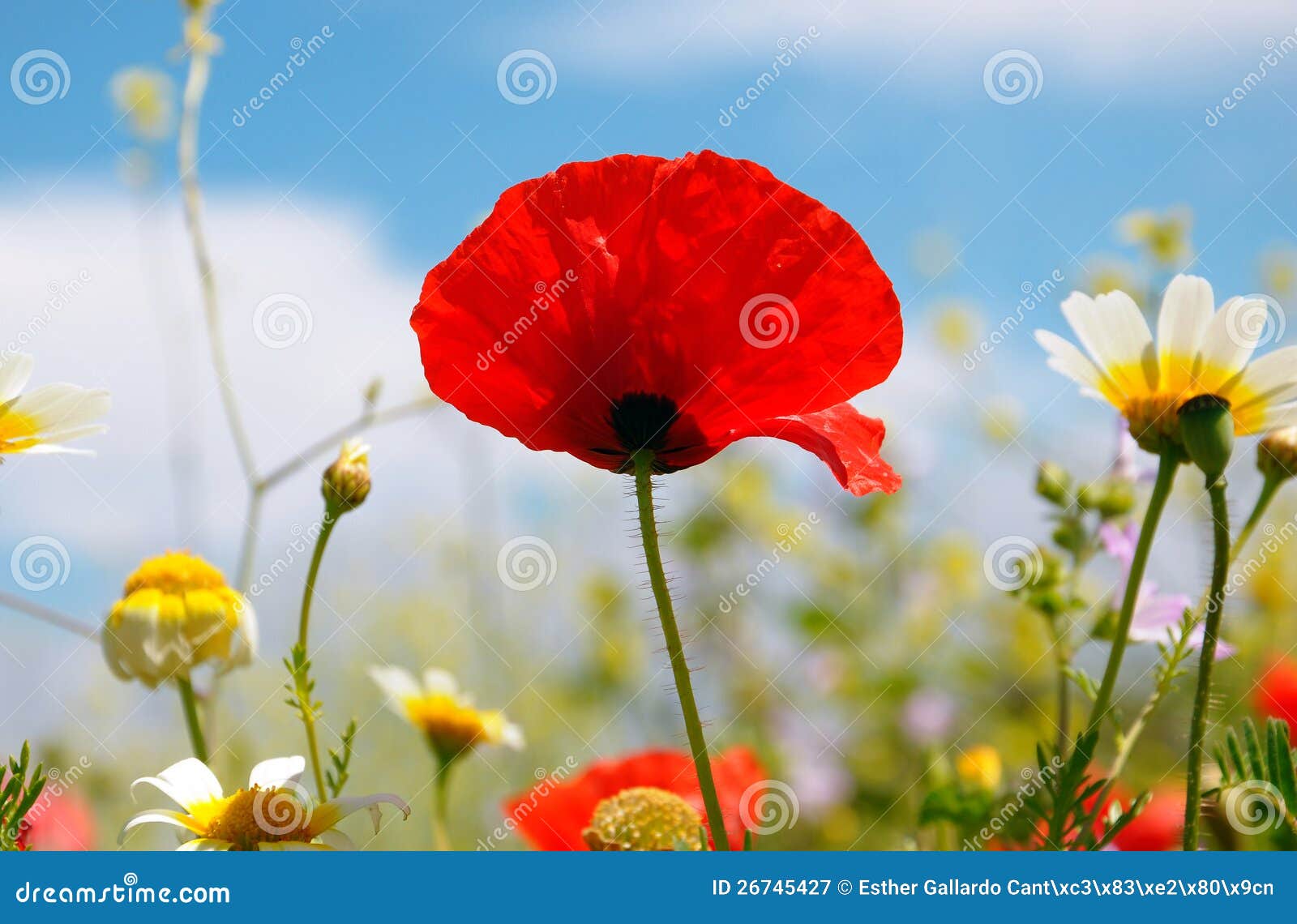 Wild poppy stock image. Image of flower, flowers, landscape - 26745427