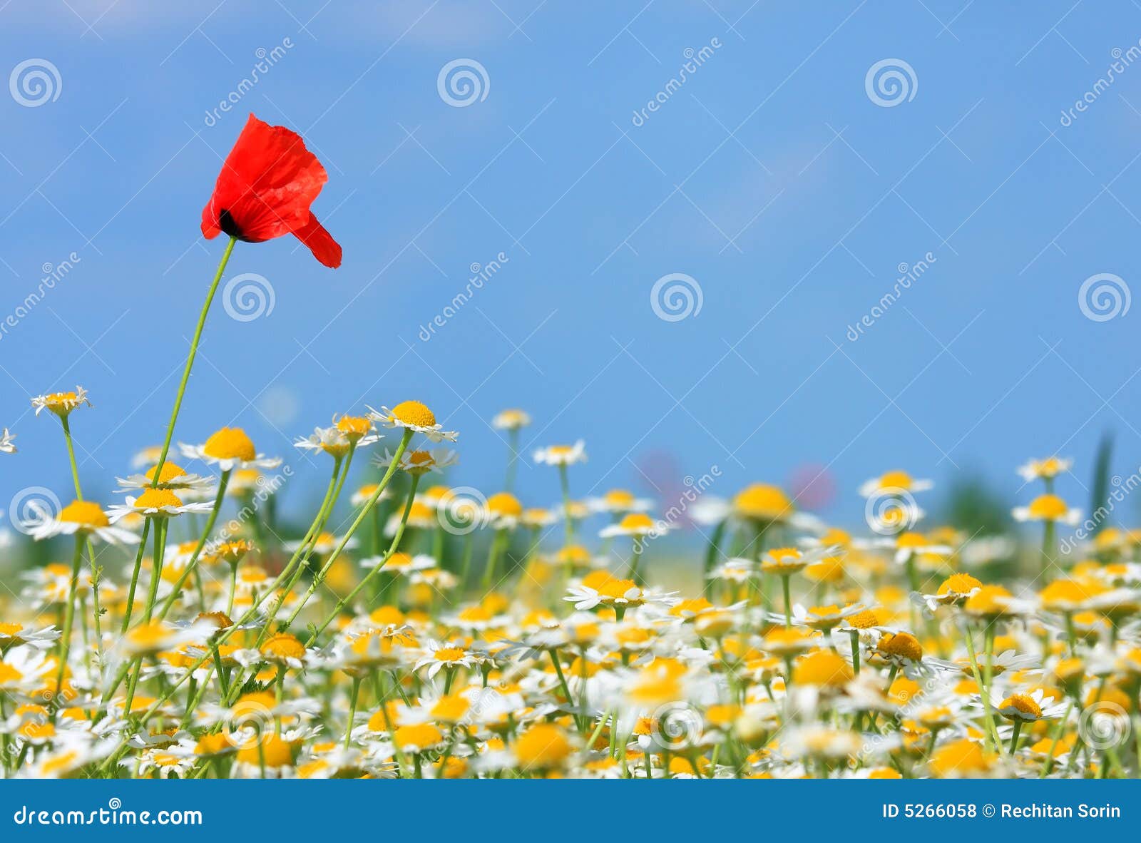 Wild poppy stock photo. Image of landscape, flowers, plant - 5266058