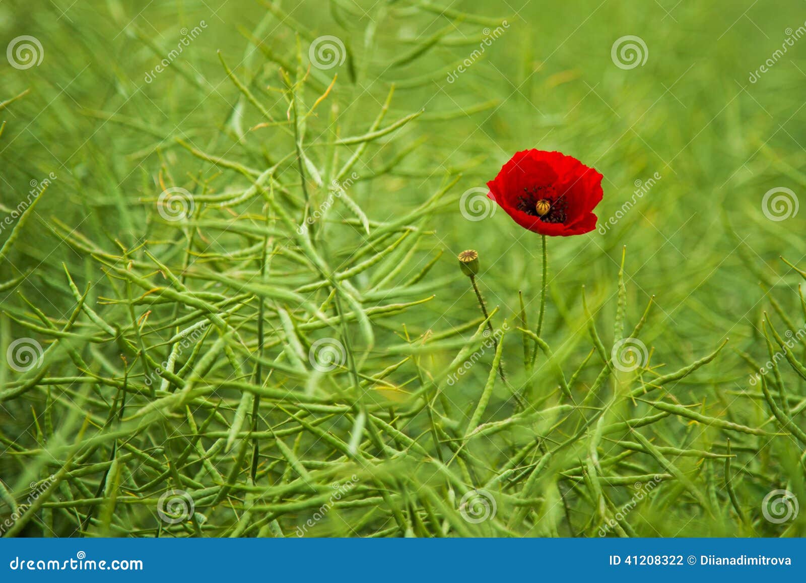 Wild poppy stock photo. Image of outdoor, agriculture - 41208322