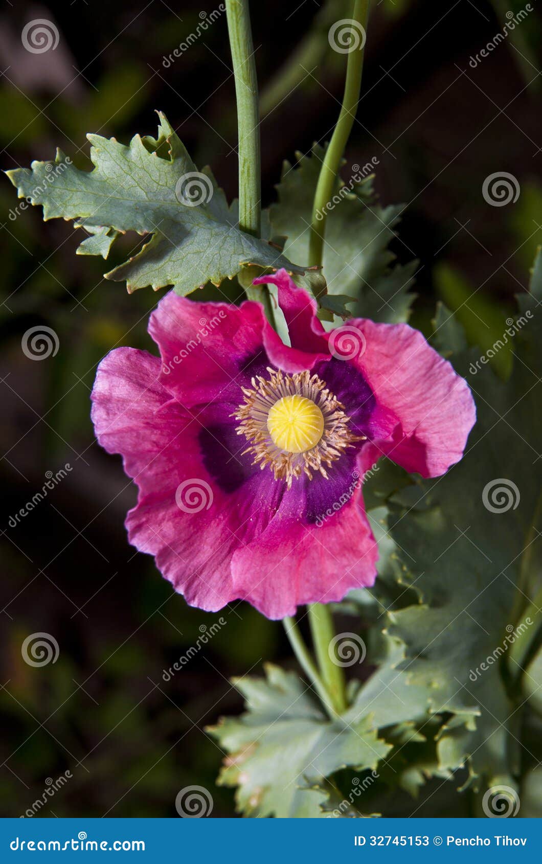 Wild poppy stock image. Image of colors, poppy, flowers - 32745153