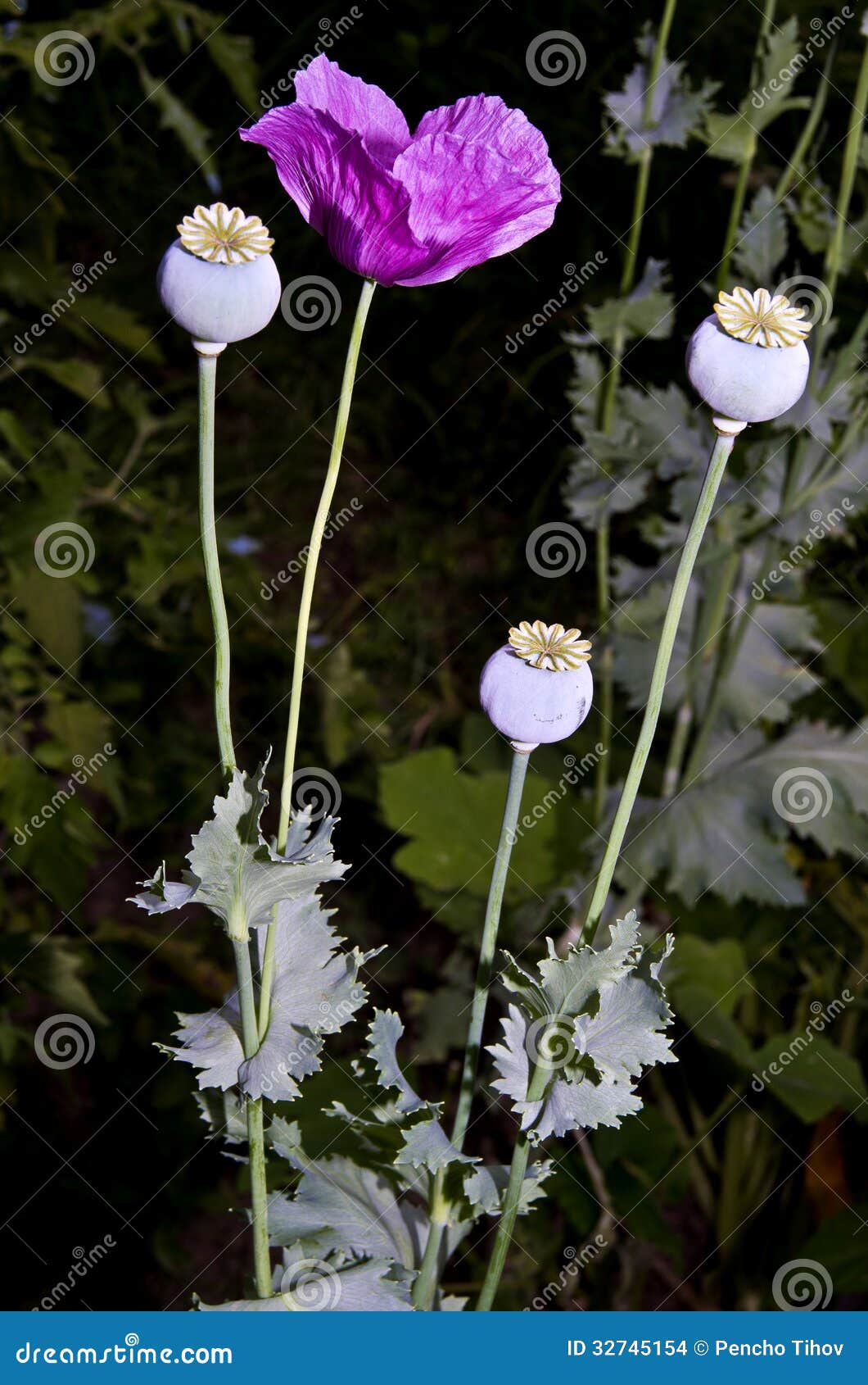 Wild poppy stock photo. Image of green, level, sunlight - 32745154