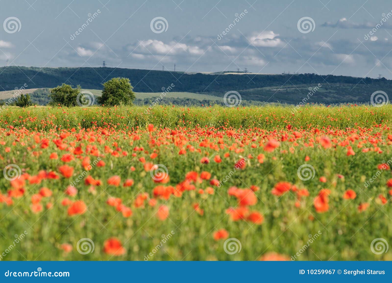 Wild Poppy Field Picture. Image: 10259967