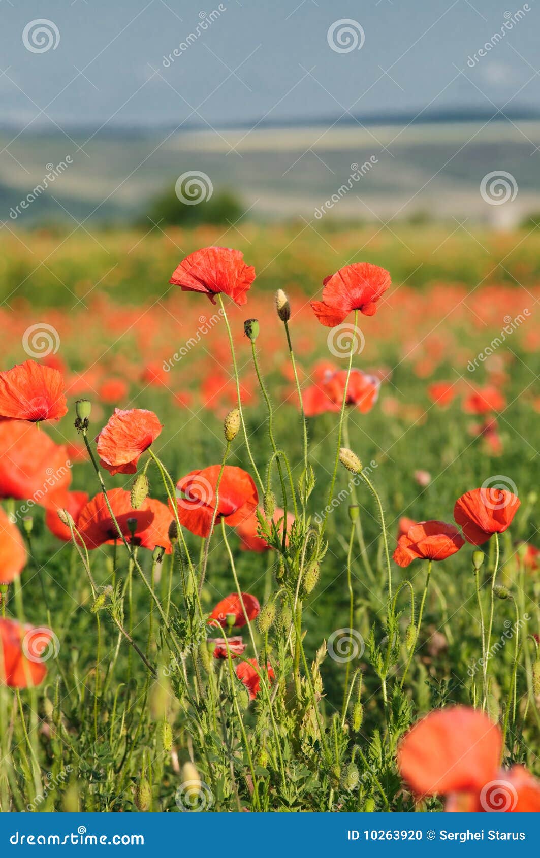 Wild poppy field stock photo. Image of landscape, nature - 10263920