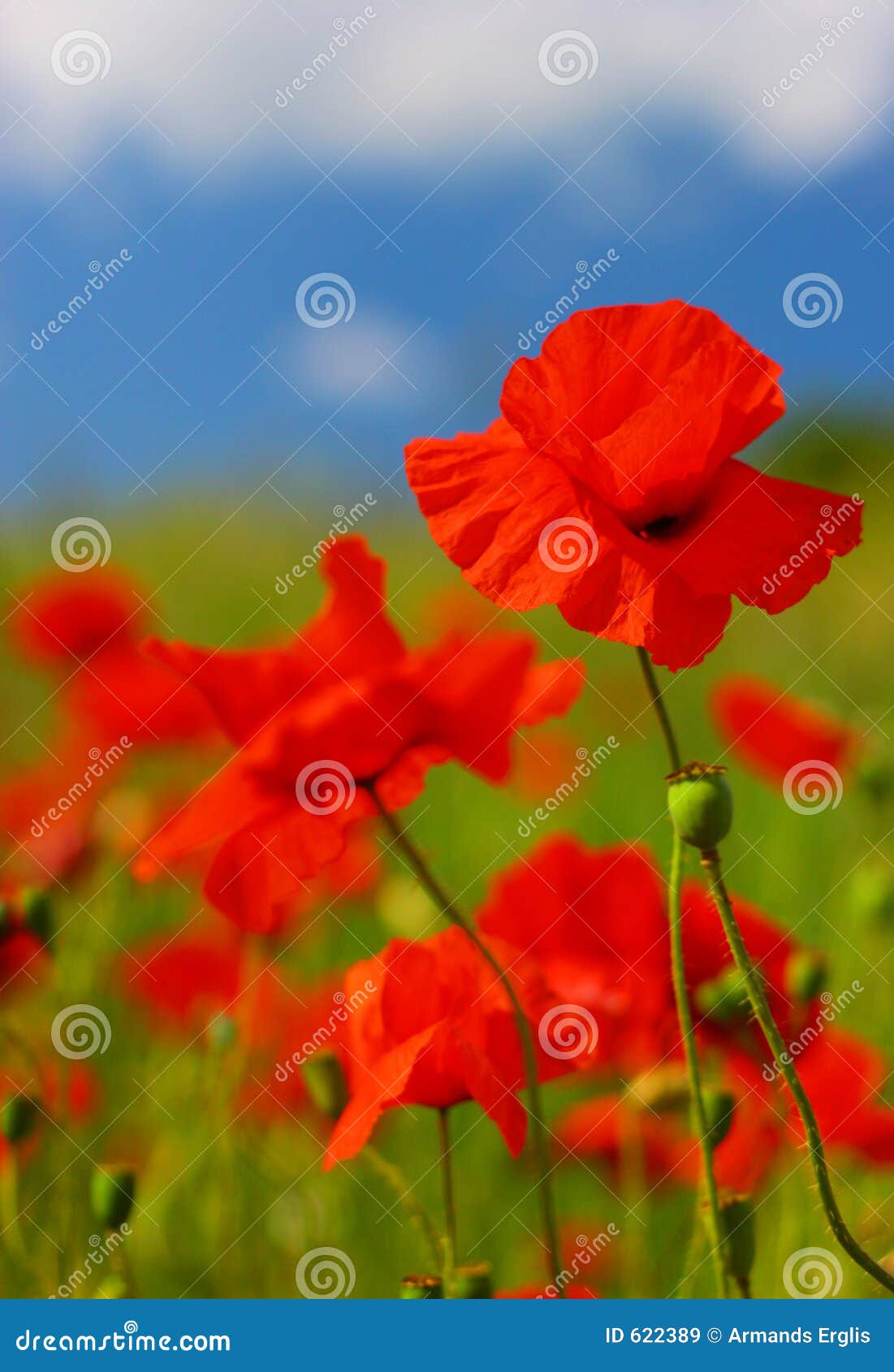 Wild poppy field stock image. Image of flower, blue, wildflowers - 622389