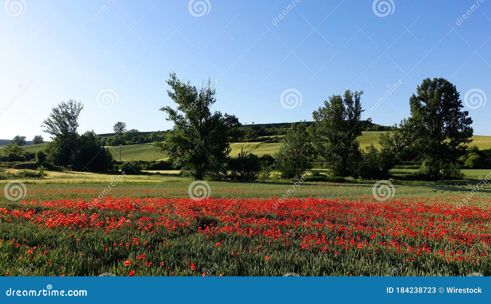 Wild Poppy Field Surrounded by Greenery Under the Sunlight at Daytime ...
