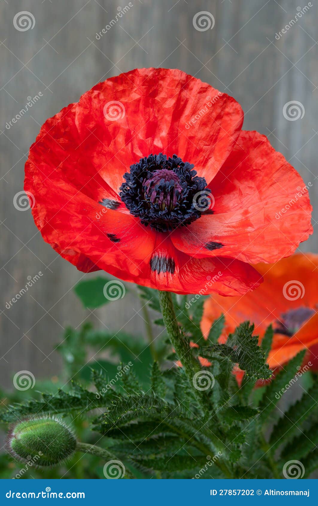 Wild Poppy Flower stock photo. Image of poppy, flower - 27857202