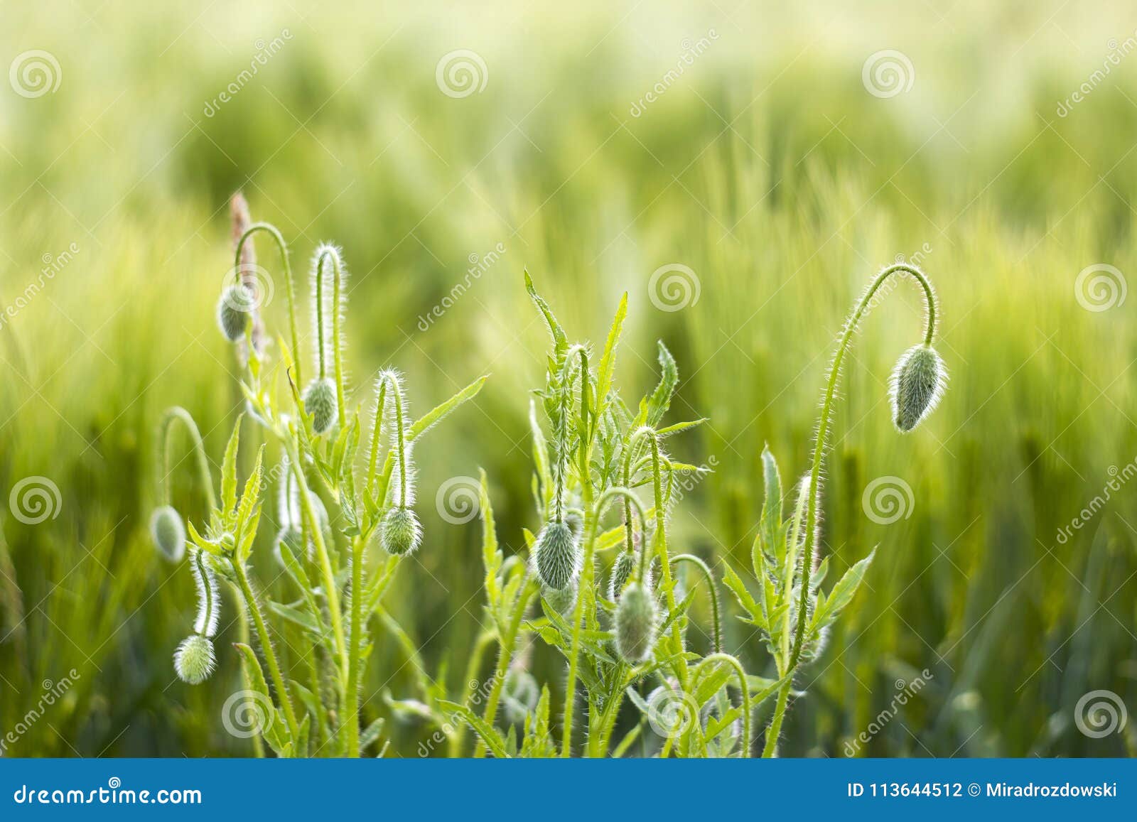 Wild Poppy Flower in a Barley Field Stock Photo - Image of macro, field ...