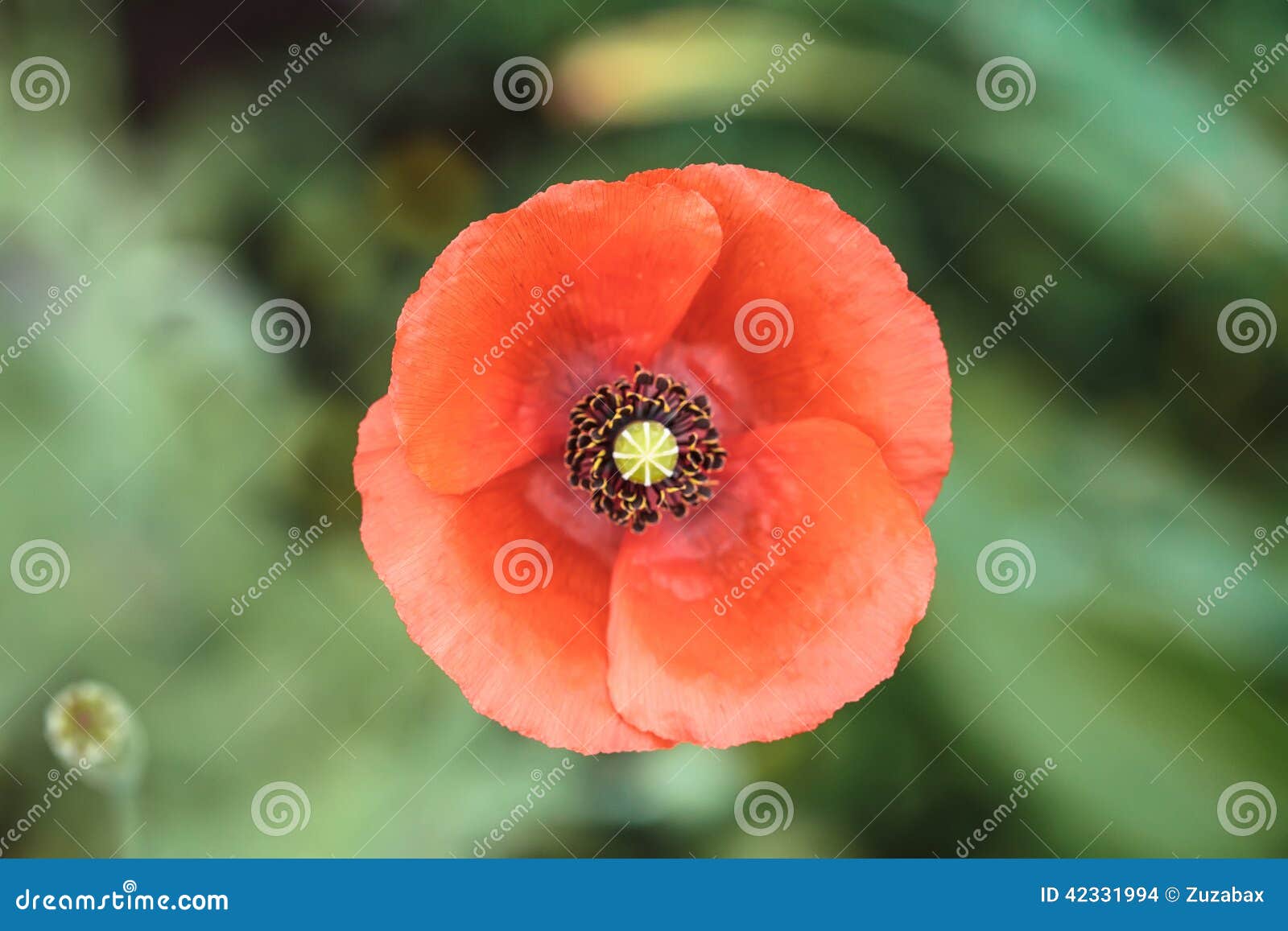 Wild Poppy Flower on the Green Background Close Up Stock Photo - Image ...