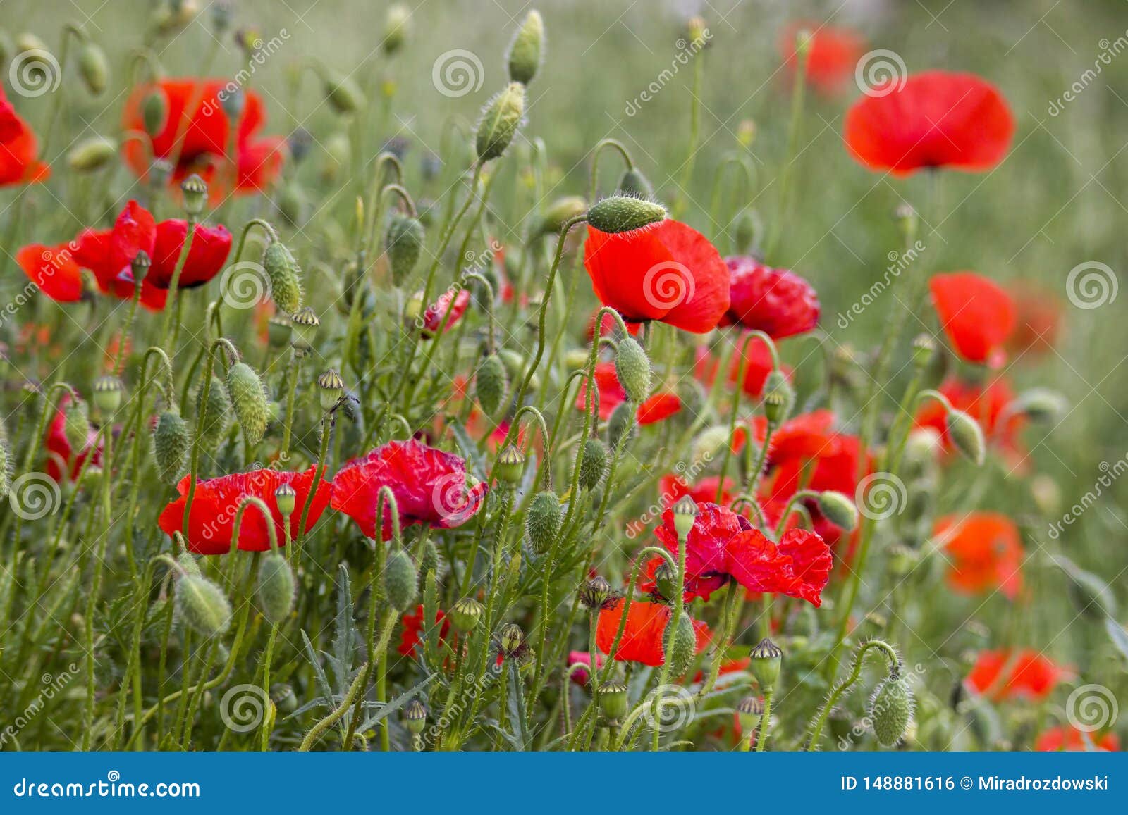 Wild poppy flowers stock photo. Image of bloom, outdoor - 148881616