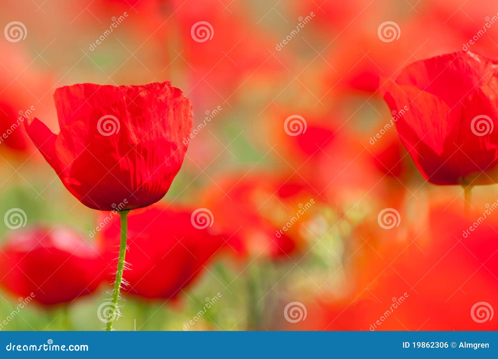 Wild Poppy Flowers stock photo. Image of grow, garden - 19862306