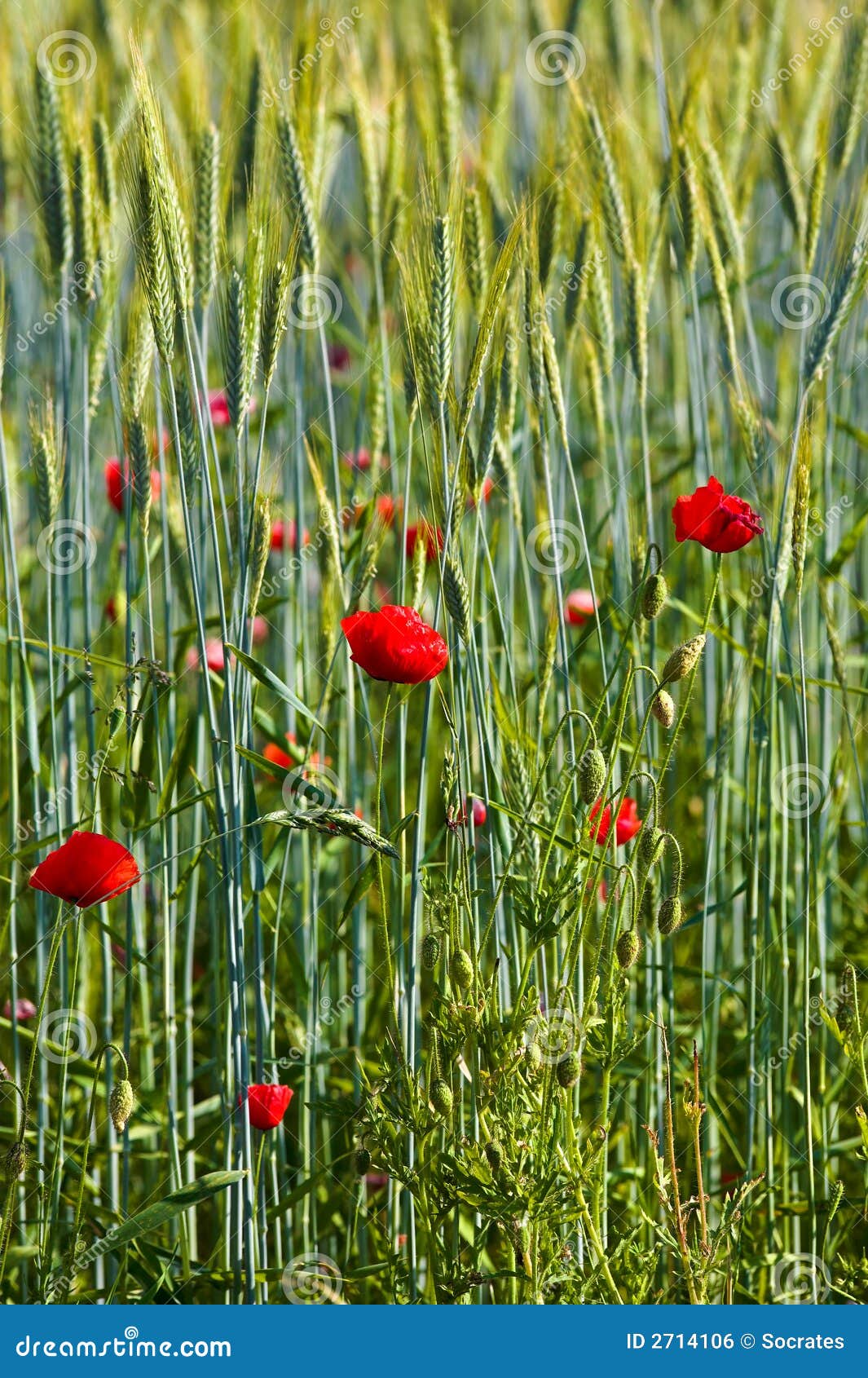 Wild poppy flowers stock photo. Image of flower, gardening - 2714106