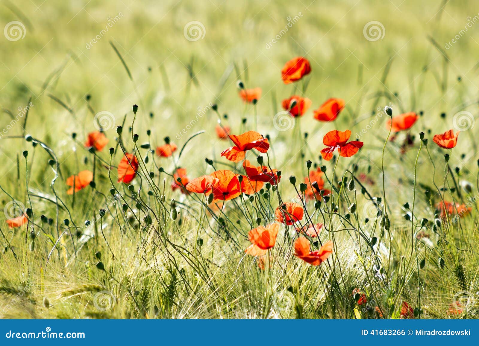 Wild poppy flowers stock photo. Image of flora, flowers - 41683266