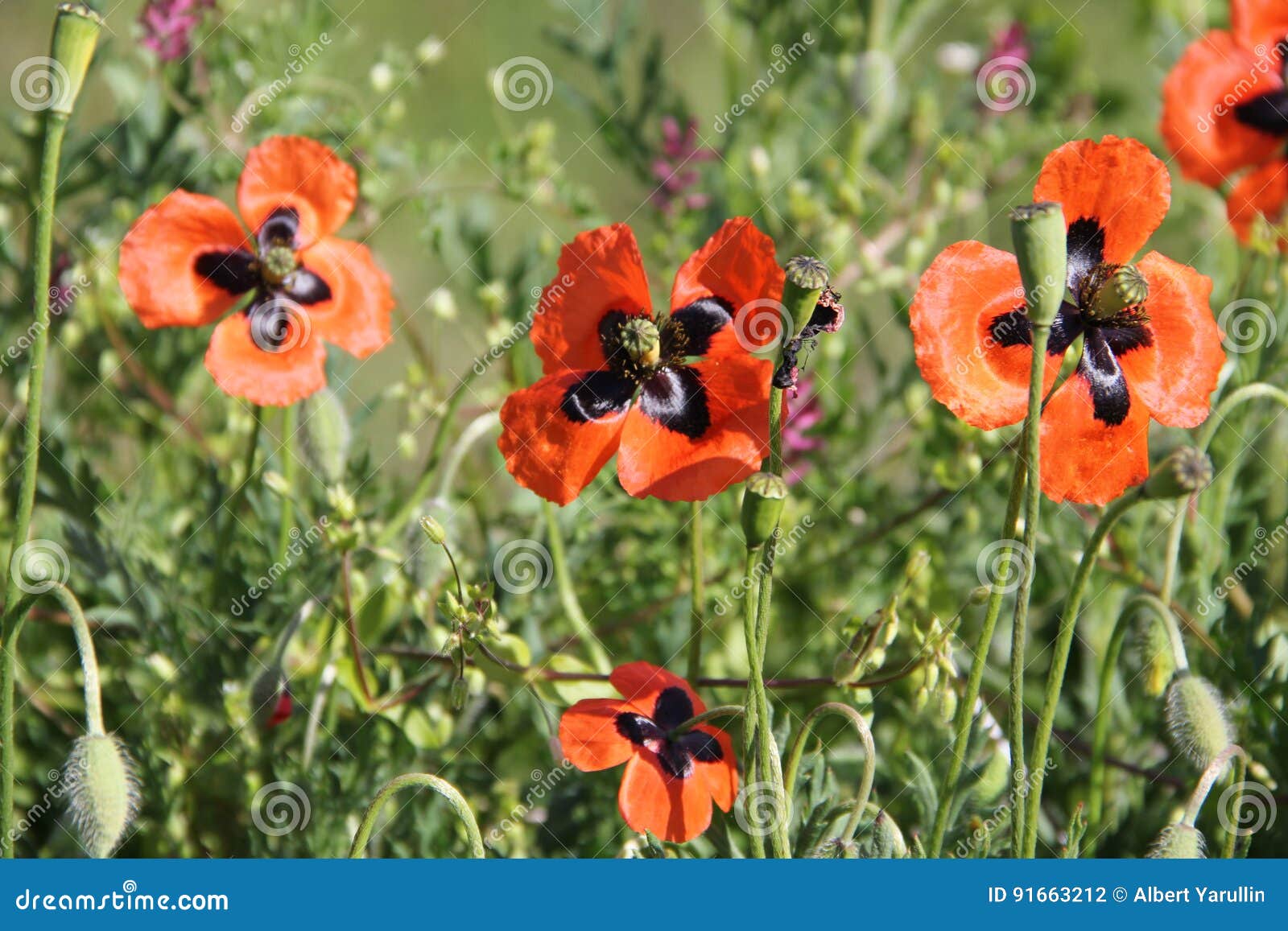 Wild poppy stock photo. Image of poppy, gardening, spring - 91663212