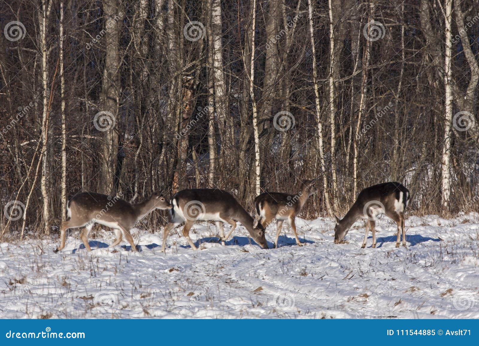 Flock of Fallow Deer Dama Dama Stock Image - Image of hunter, jumpy ...