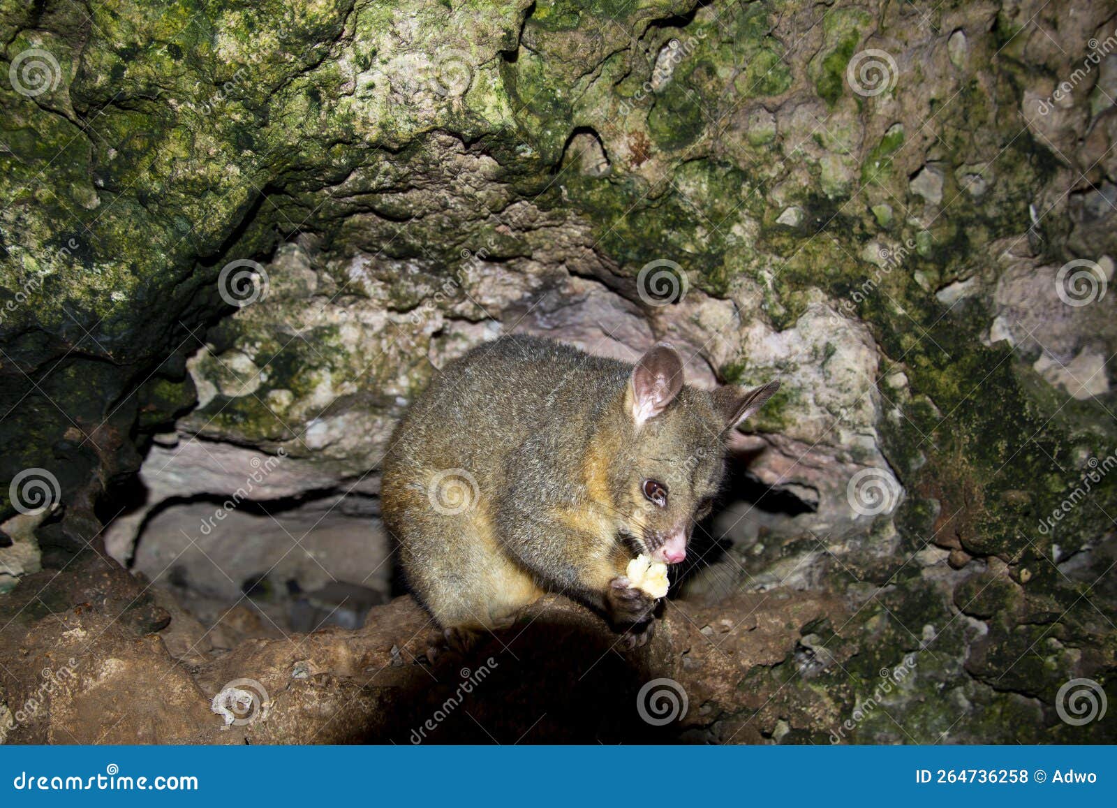 Wild Possum stock photo. Image of animal, possum, night - 264736258
