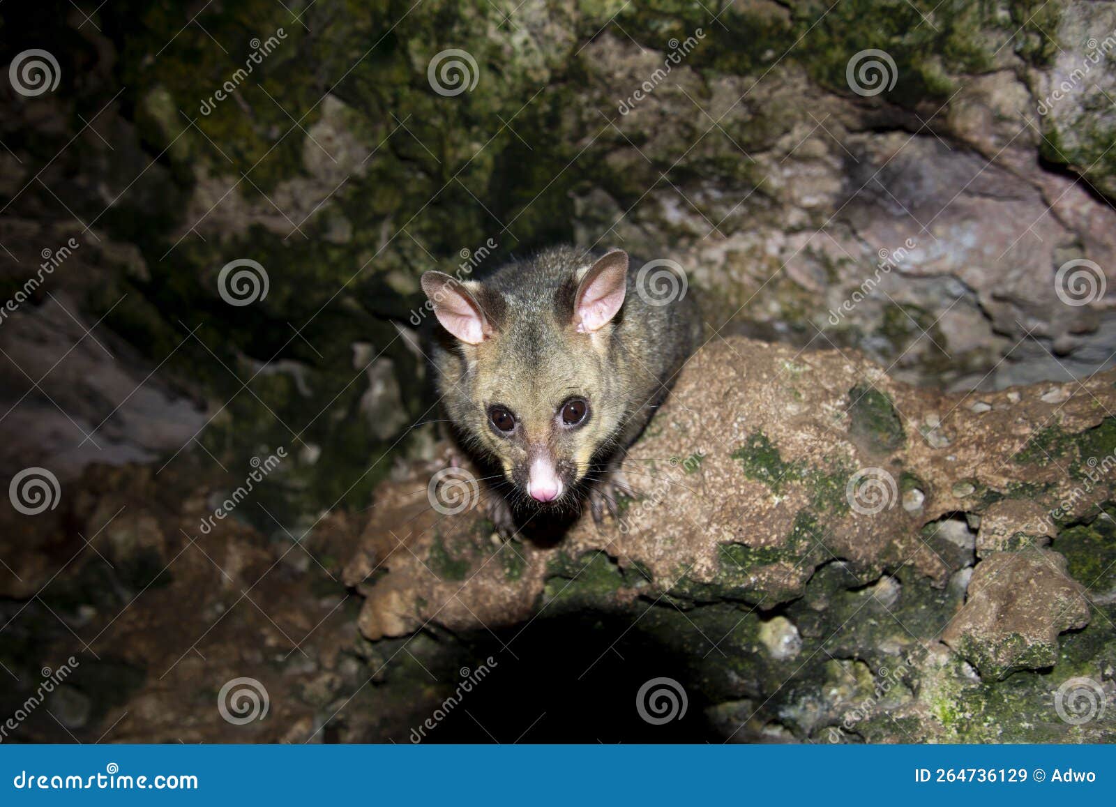 Wild Possum stock image. Image of furry, nature, south - 264736129