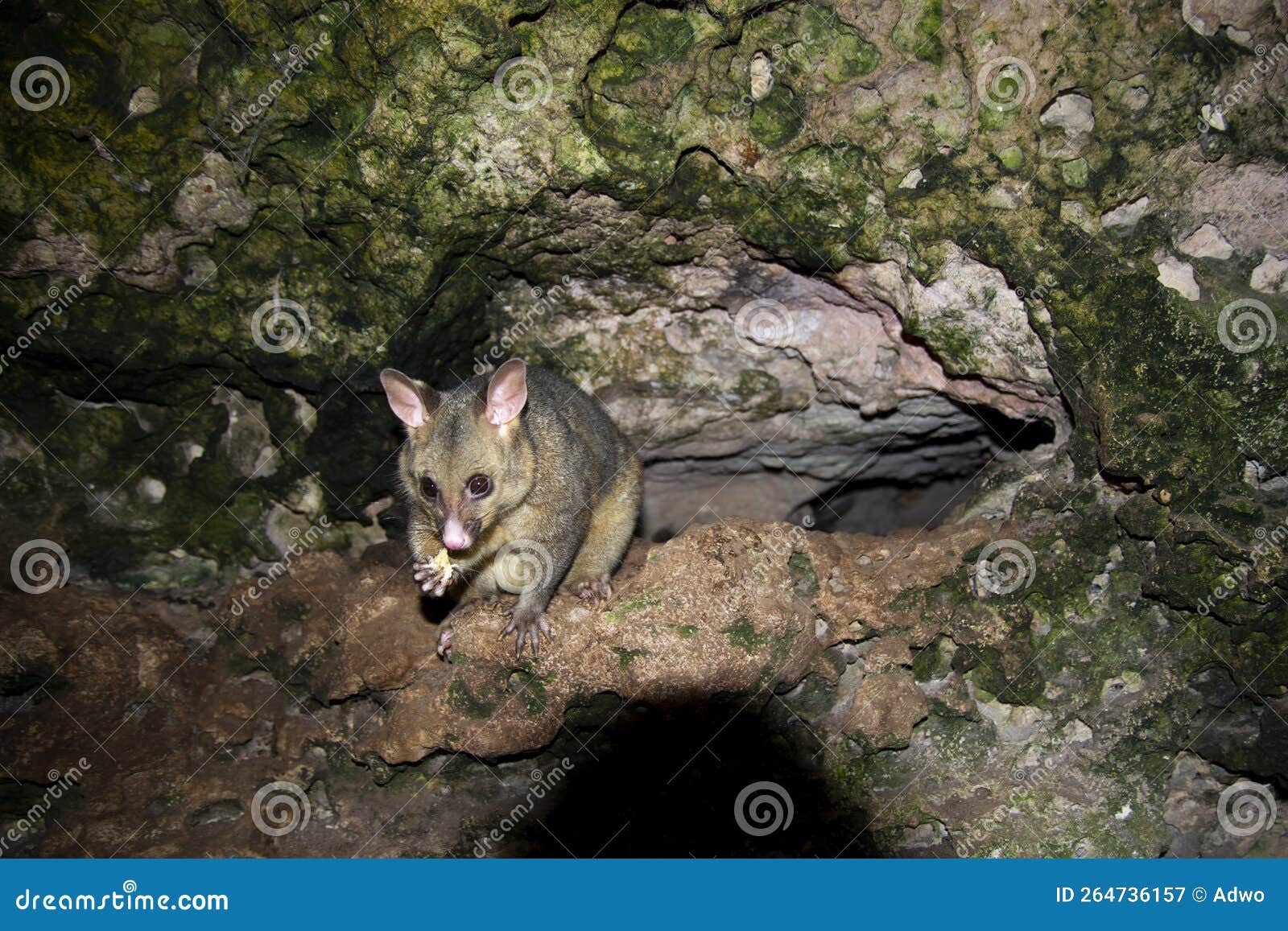 Wild Possum stock image. Image of beautiful, mammalia - 264736157