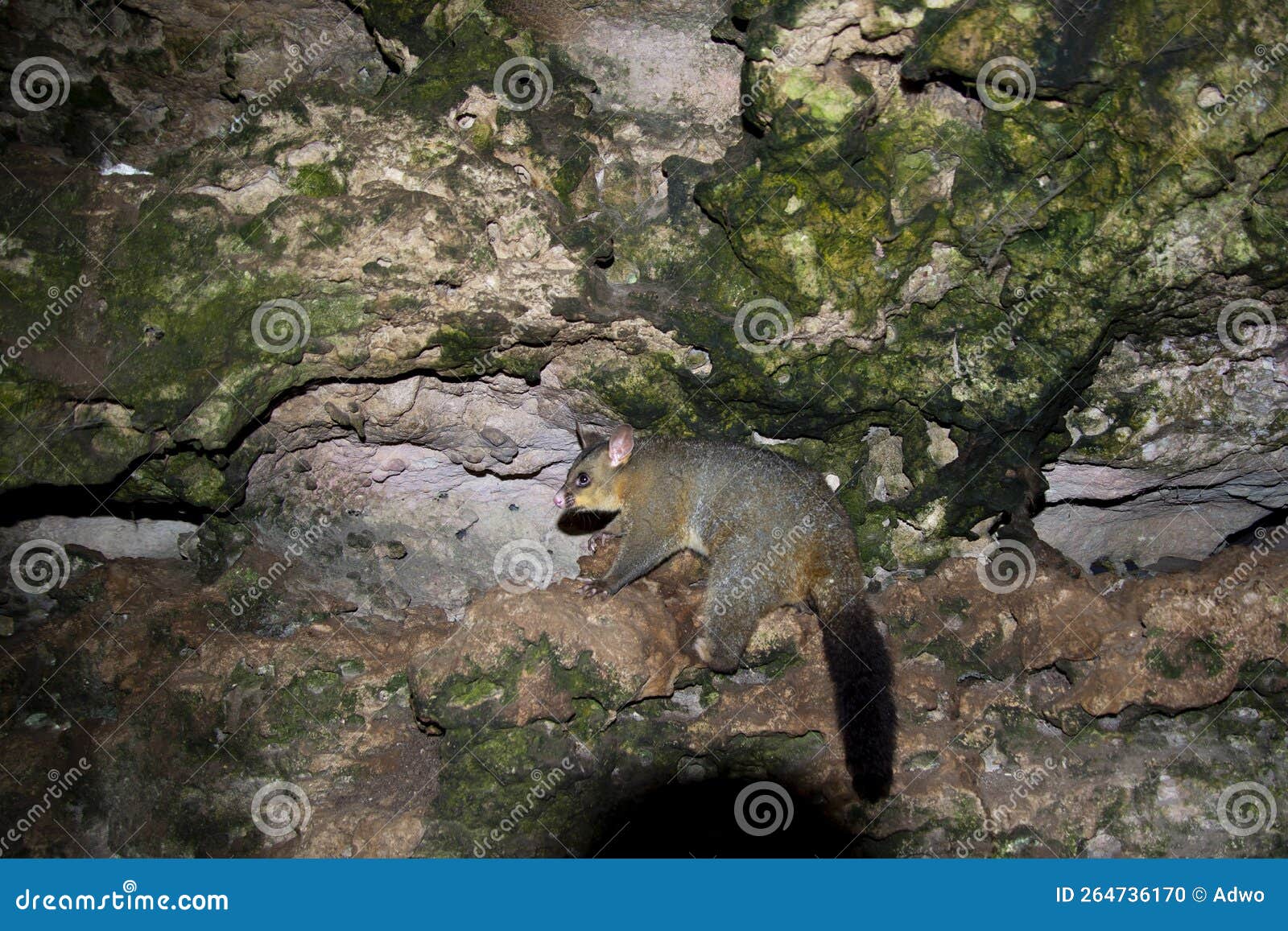 Wild Possum stock photo. Image of marsupial, south, nocturnal - 264736170