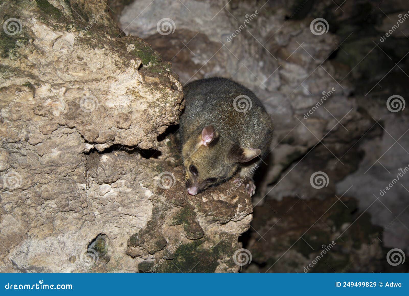 Wild Possum stock image. Image of sinkhole, umpherston - 249499829