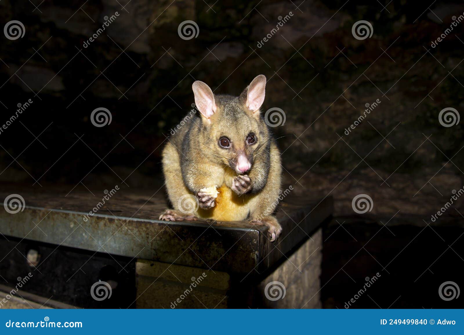 Wild Possum stock photo. Image of nocturnal, adorable - 249499840