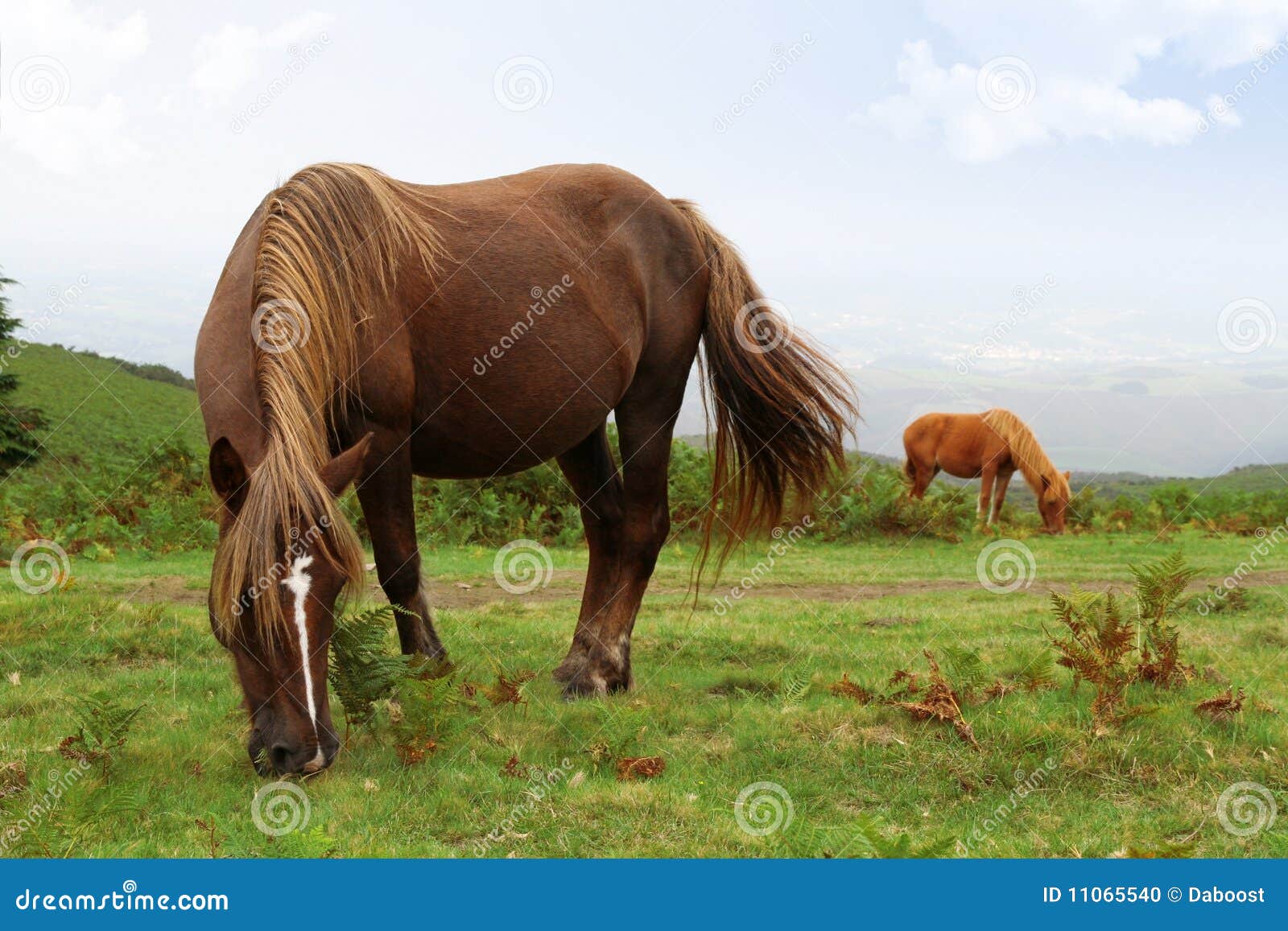 Wild pottok horses stock photo. Image of pasture, blue - 11065540