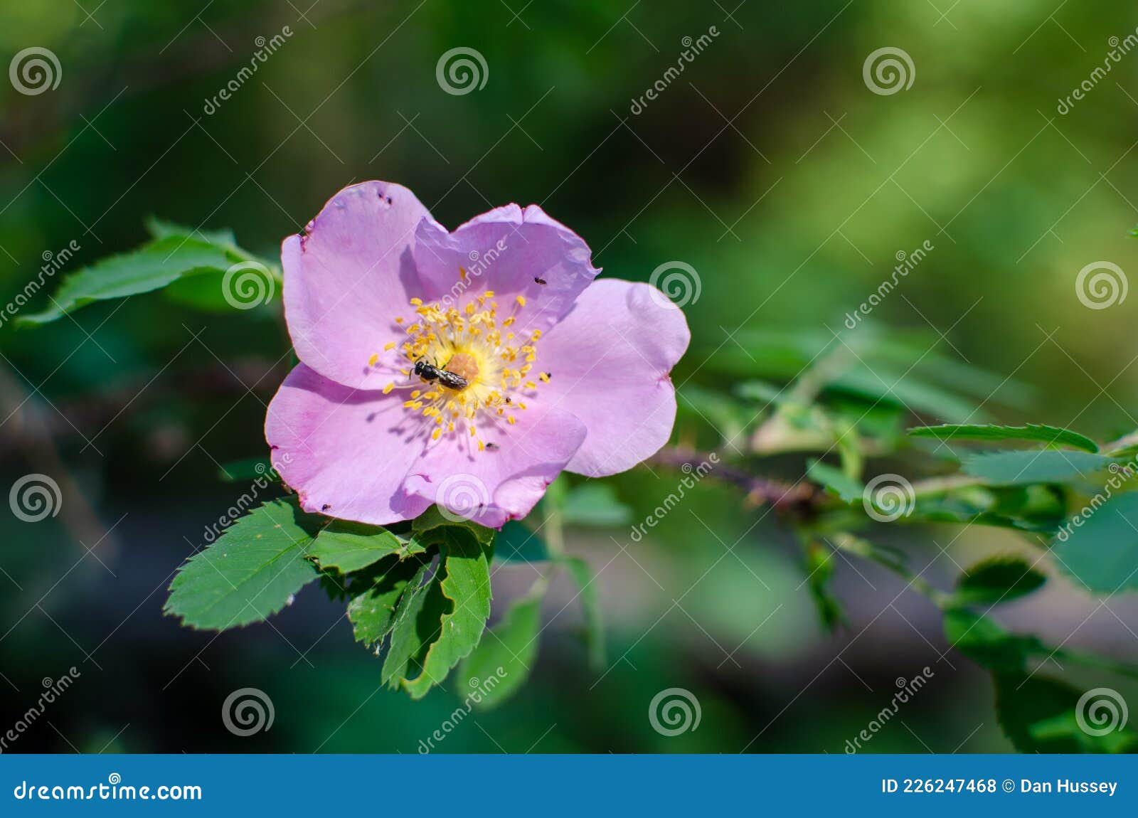 Wild Prairie Rose with Insects Collecting Pollen Stock Photo - Image of ...