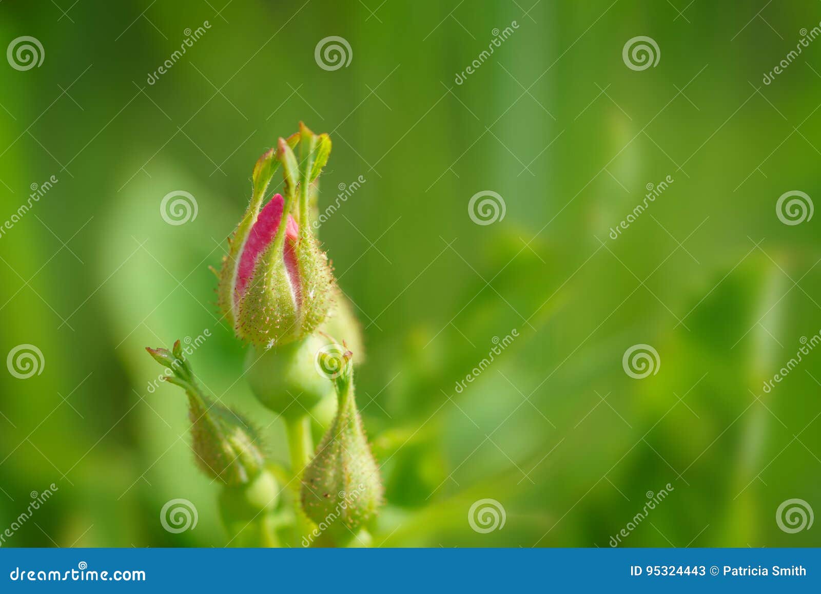 Wild Prairie Rosebuds - Rosa Arkansana Stock Image - Image of swamp ...