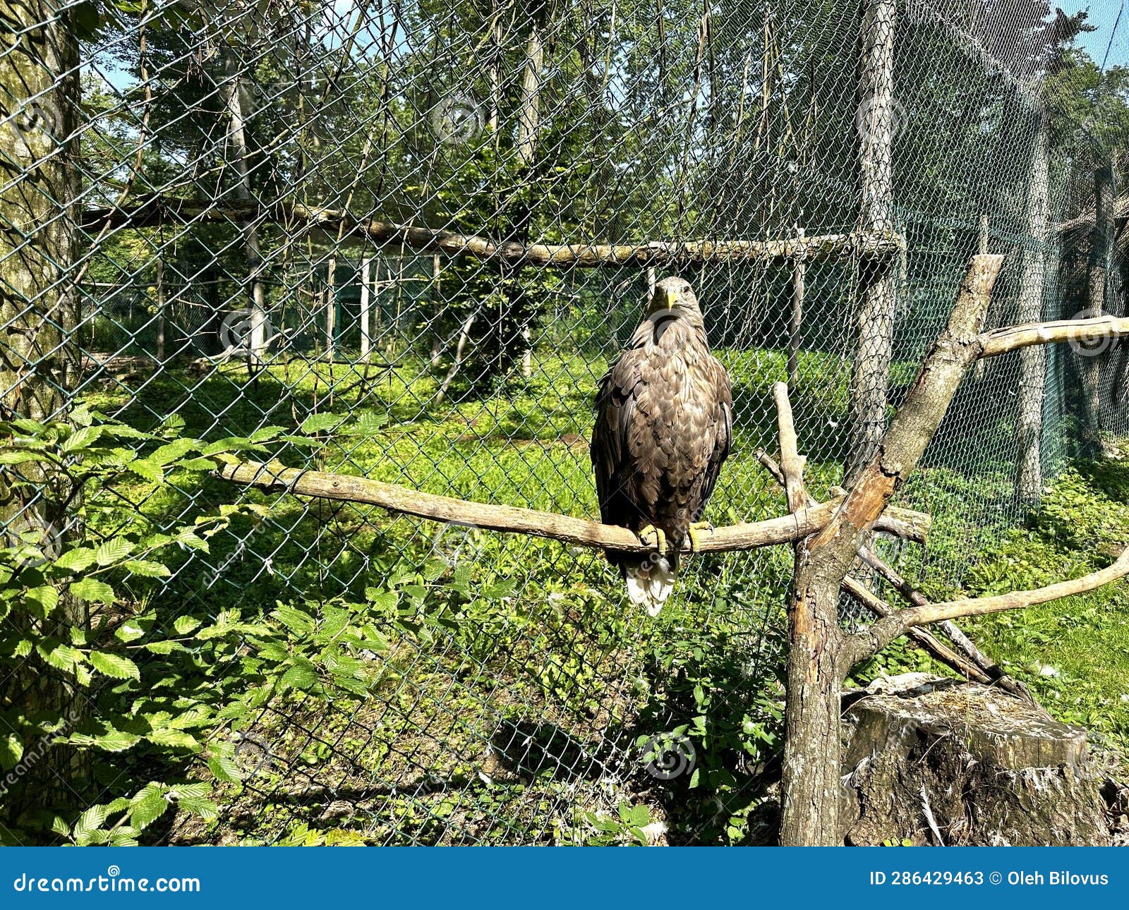 A Wild Bird of Prey in Captivity Stock Image - Image of feather ...