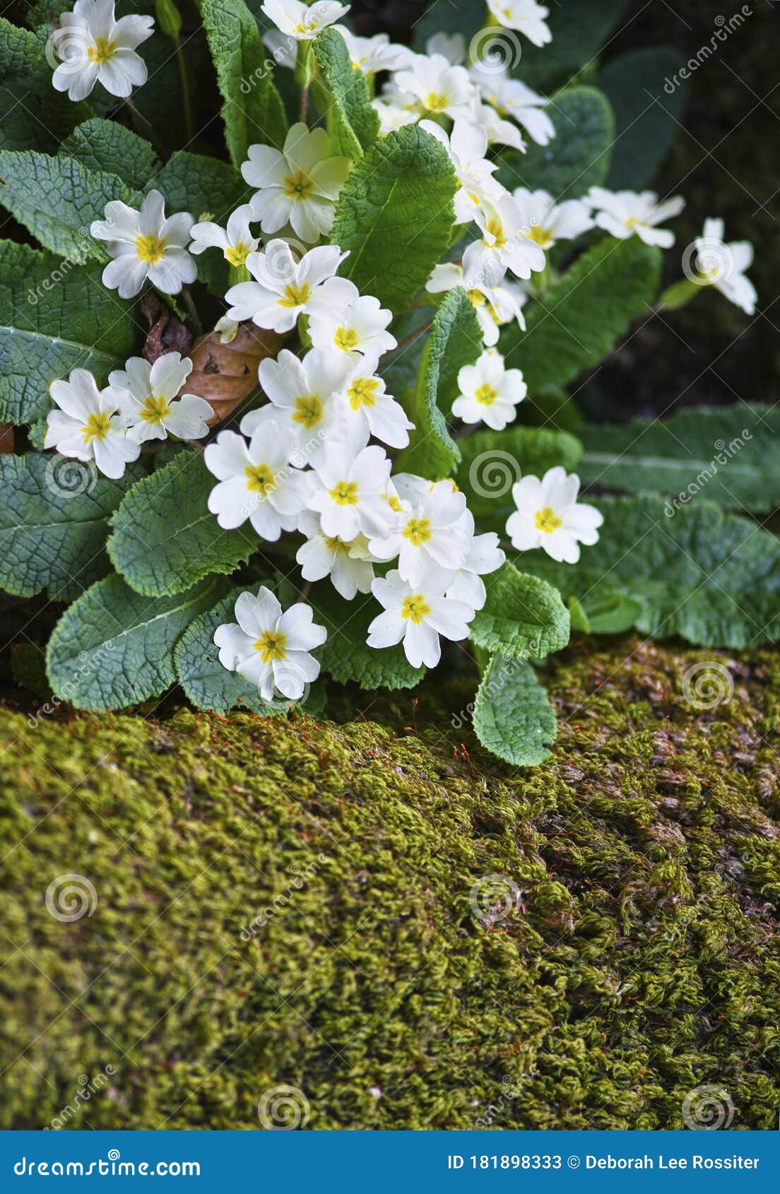 Wild primrose stock image. Image of green, blossoming - 181898333