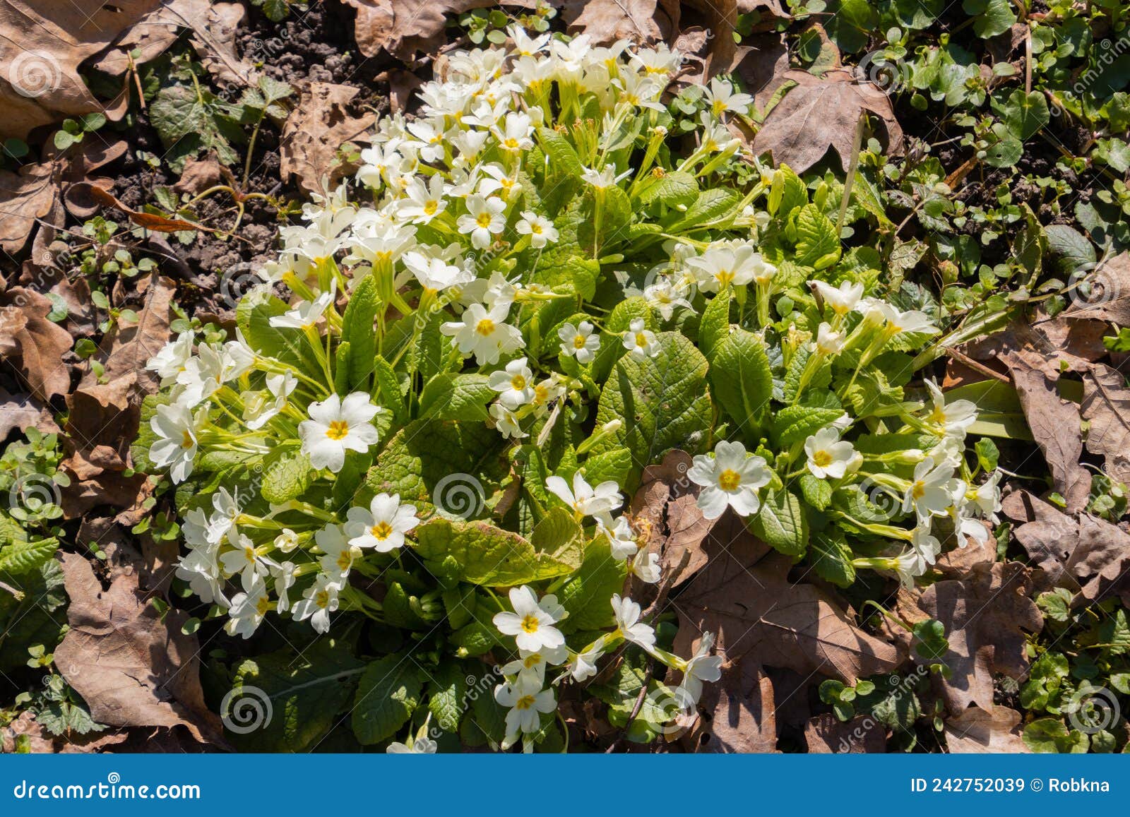 Wild Primrose Growing between Leaves in Spring, Also Called Primula ...