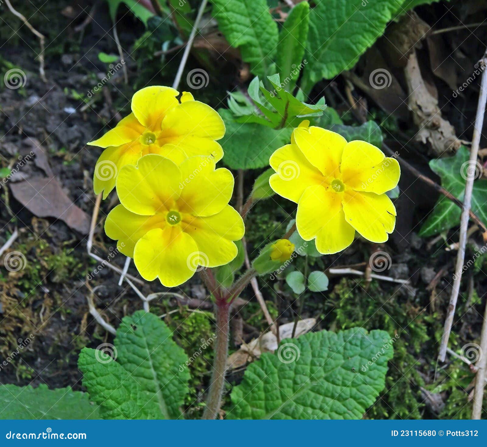 Wild primroses stock photo. Image of march, woodland - 23115680