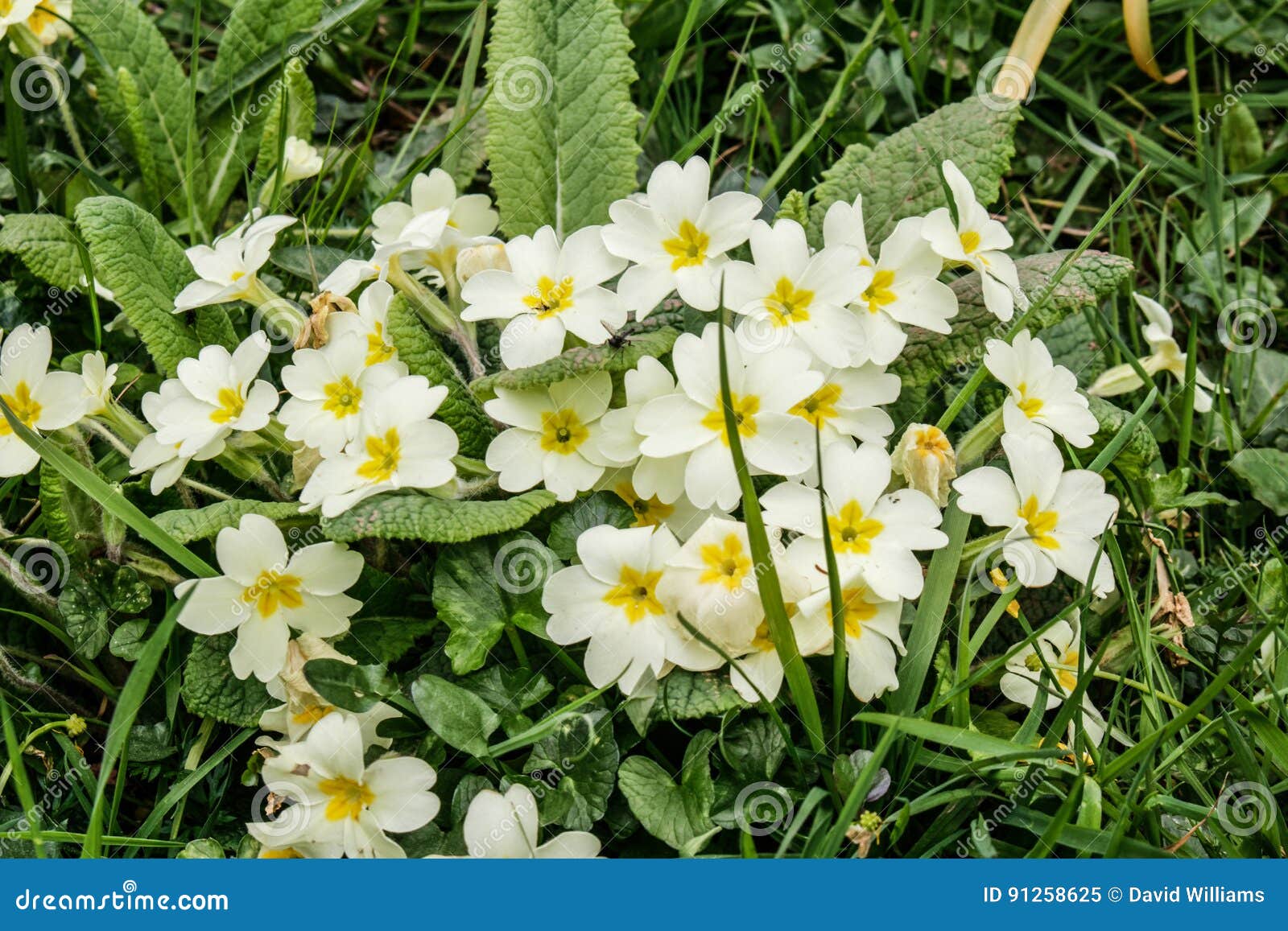 Wild primroses in flower stock image. Image of vulgaris - 91258625