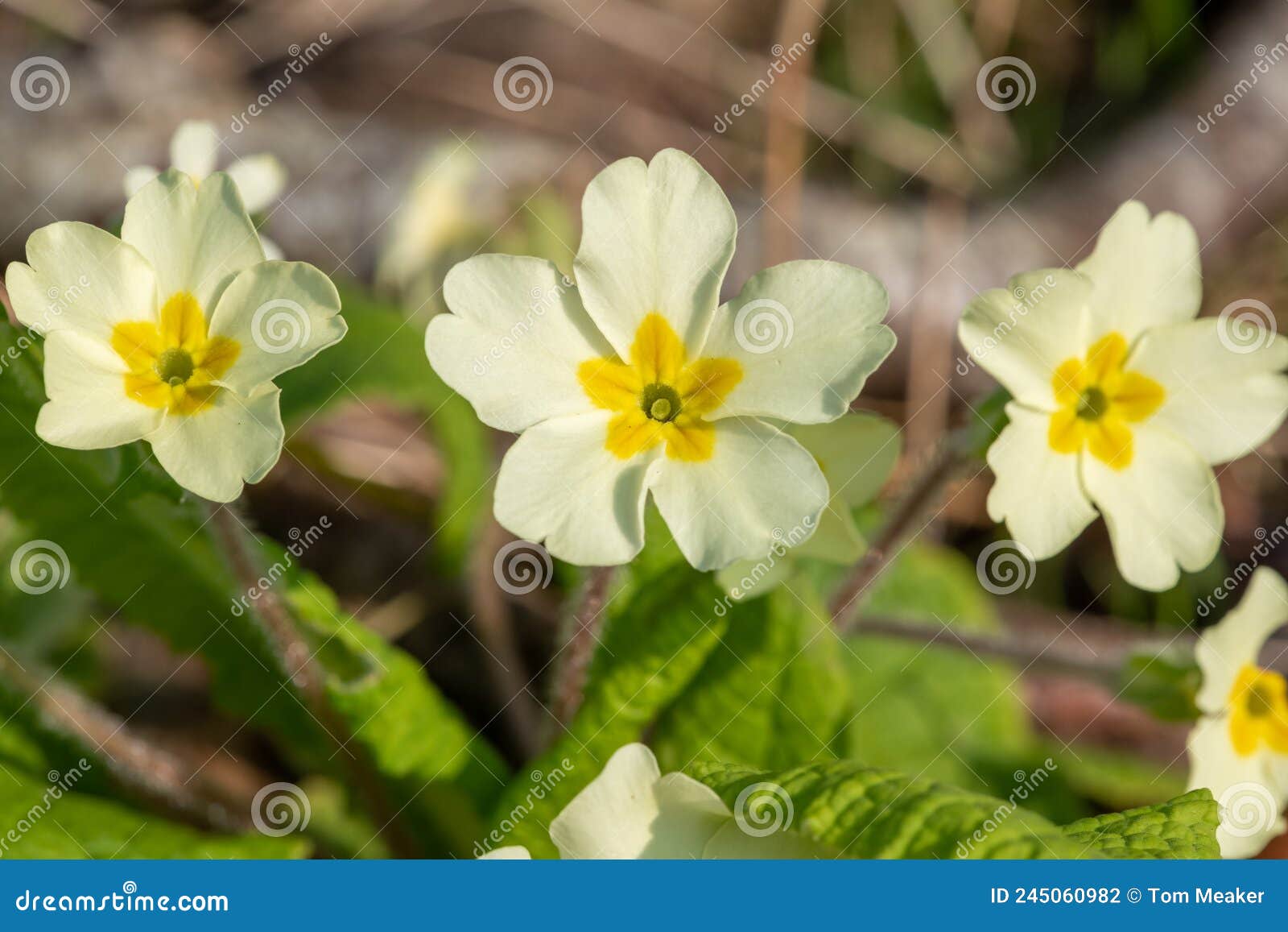 Wild Primroses Primula Vulgaris Stock Photo - Image of beautiful ...