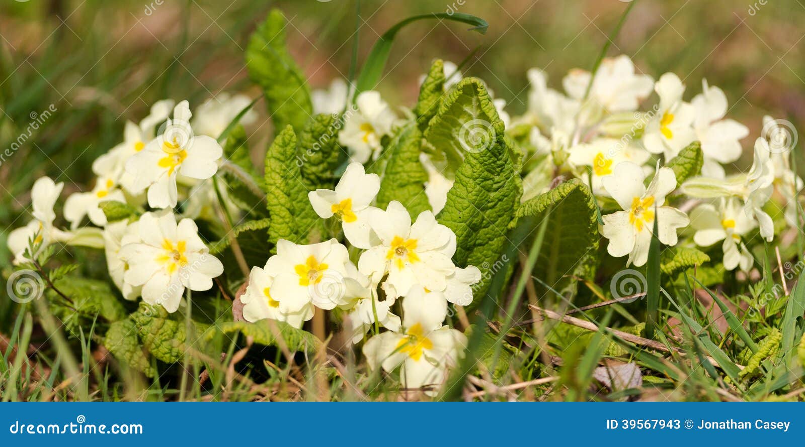 Wild Primroses in Spring stock image. Image of wild, primroses - 39567943
