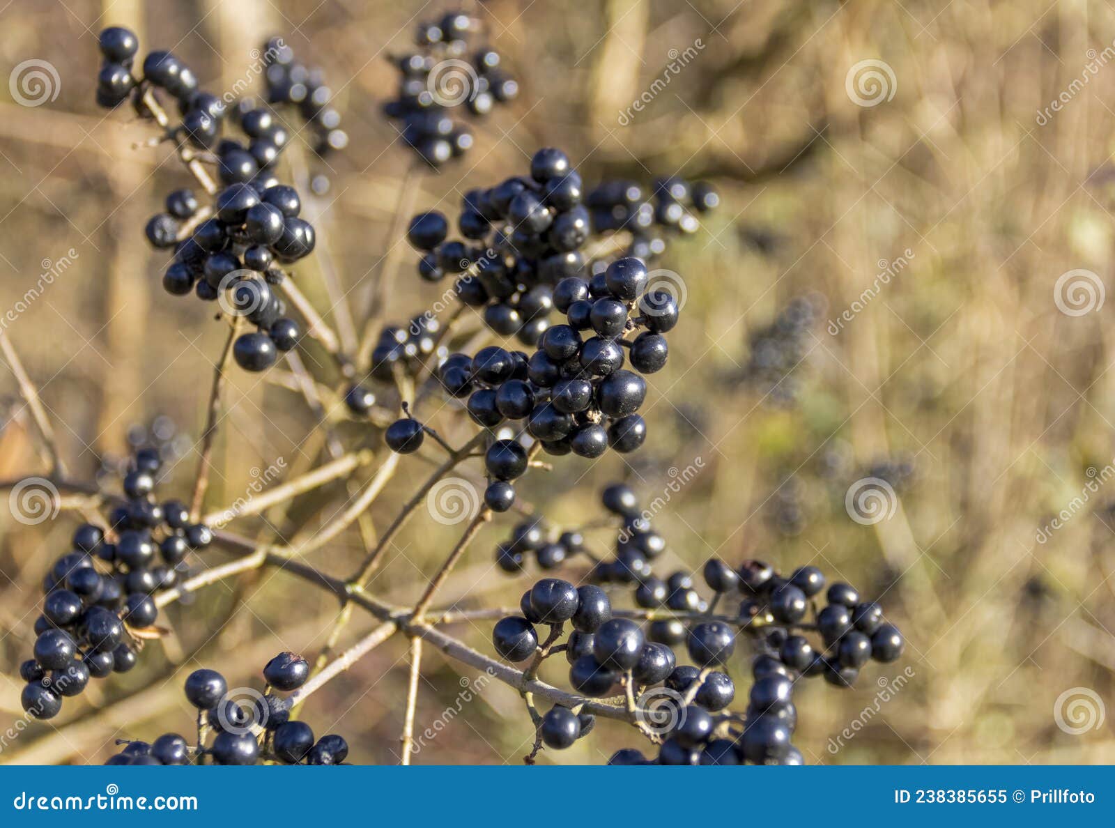 Wild privet berries stock image. Image of sunny, flora - 238385655
